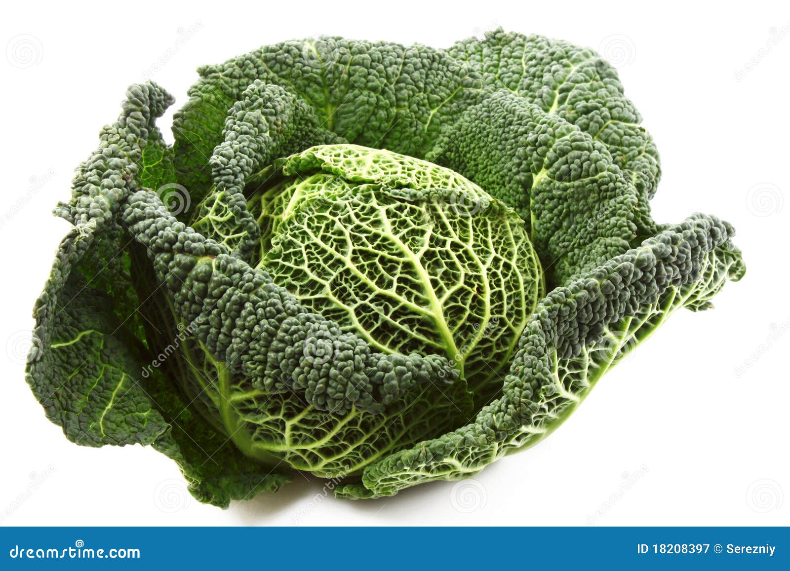 Repolho de Savoy isolado imagem de stock. Imagem de compacto - 18208397