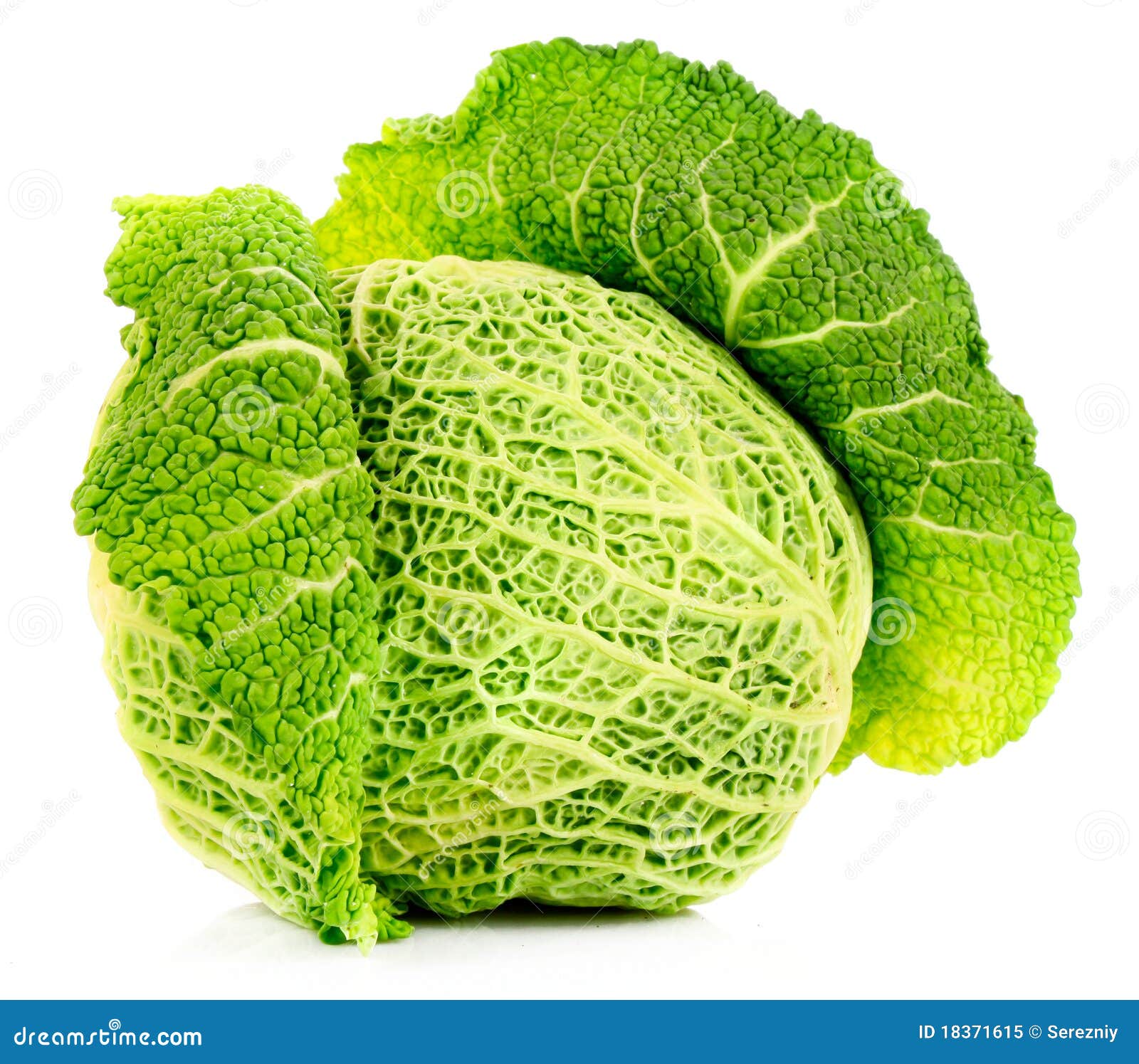 Repolho de Savoy isolado imagem de stock. Imagem de conjunto - 18371615