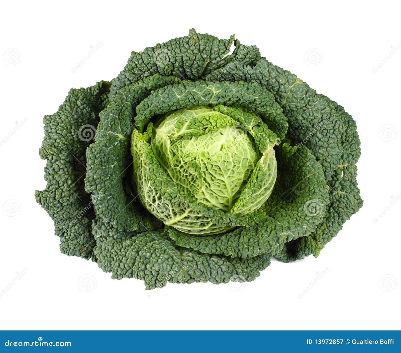Repolho De Savoy Isolado No Branco Imagem de Stock - Imagem de ...