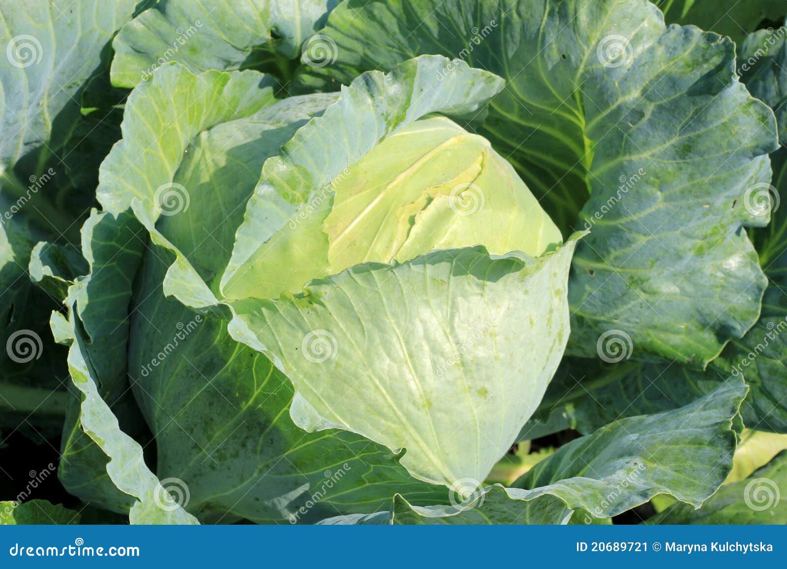 Repolho verde imagem de stock. Imagem de vegetativa, branco - 20689721