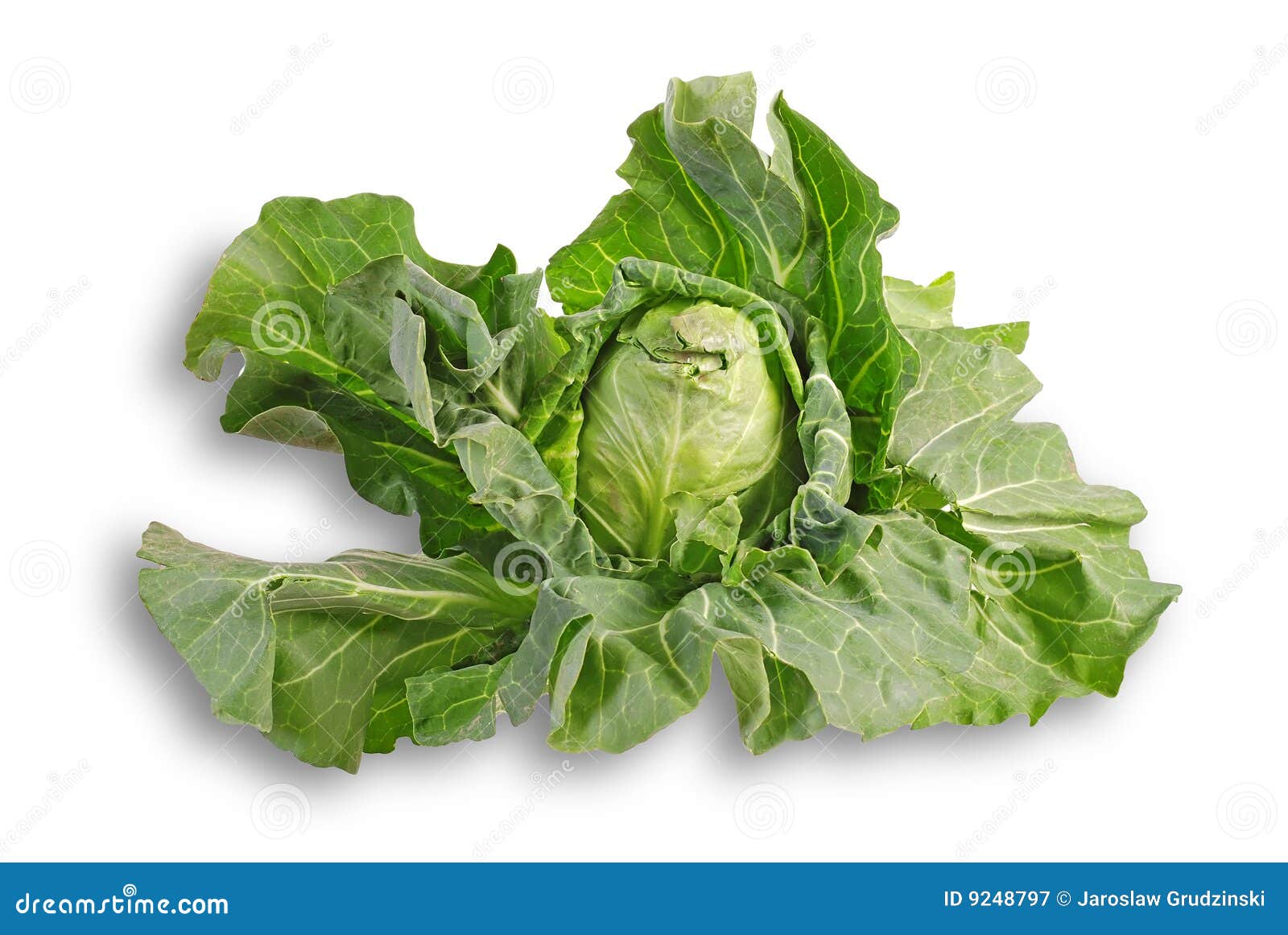 Repolho verde imagem de stock. Imagem de ingrediente, agricultura - 9248797