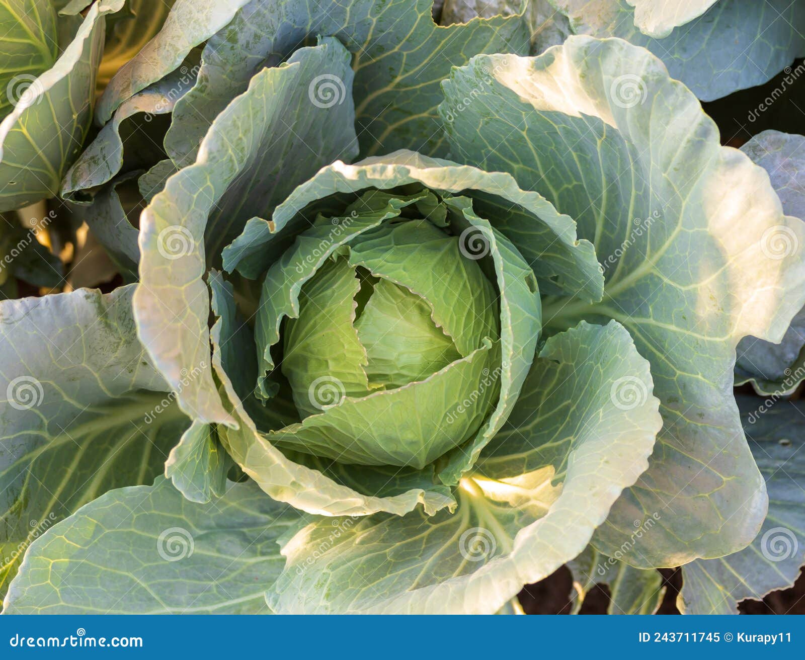 Repolho Verde Com Fundo Natural Imagem de Stock - Imagem de folha ...