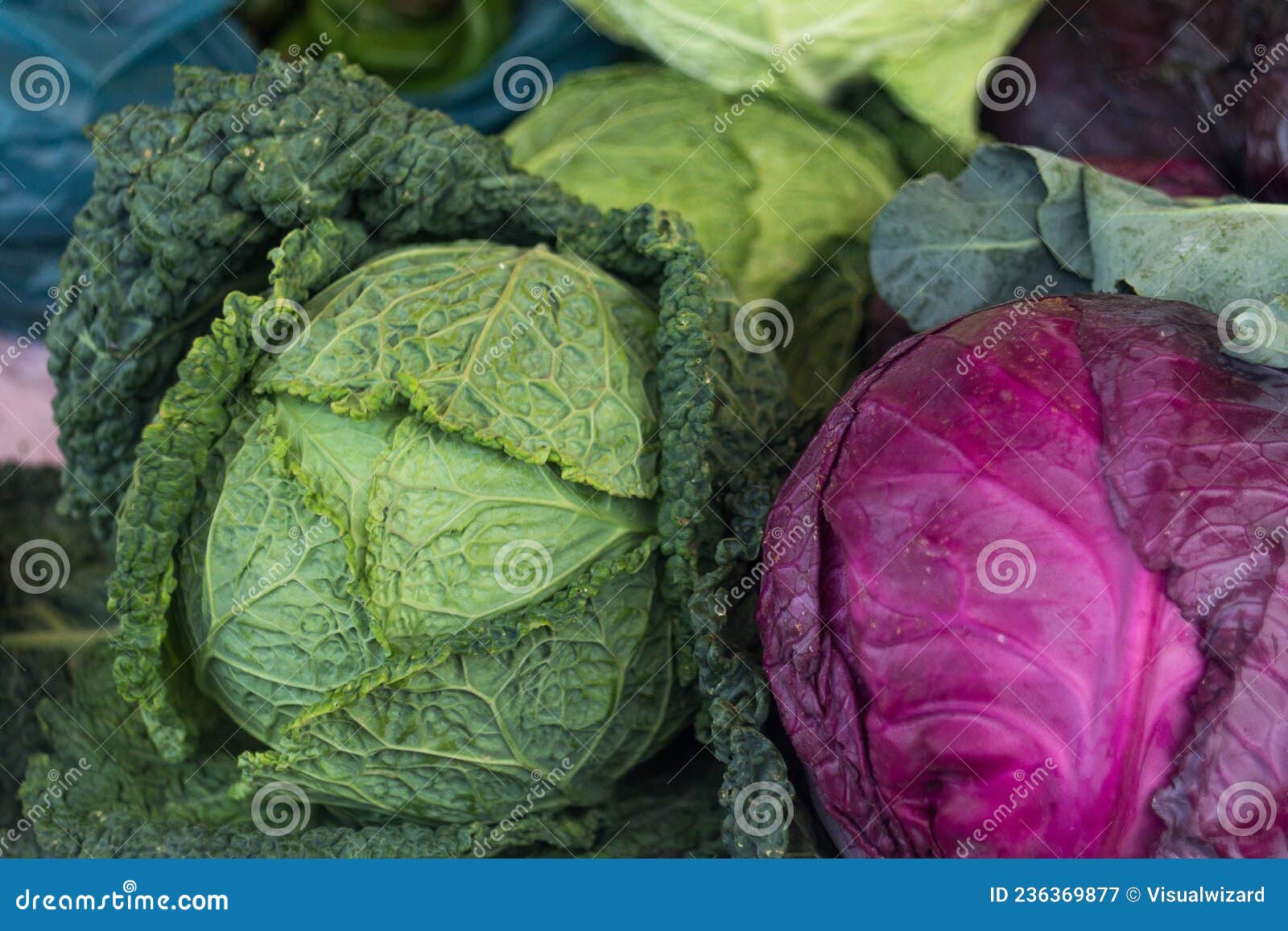 Repolho Verde E Roxo Orgânico Real No Mercado Imagem de Stock - Imagem ...