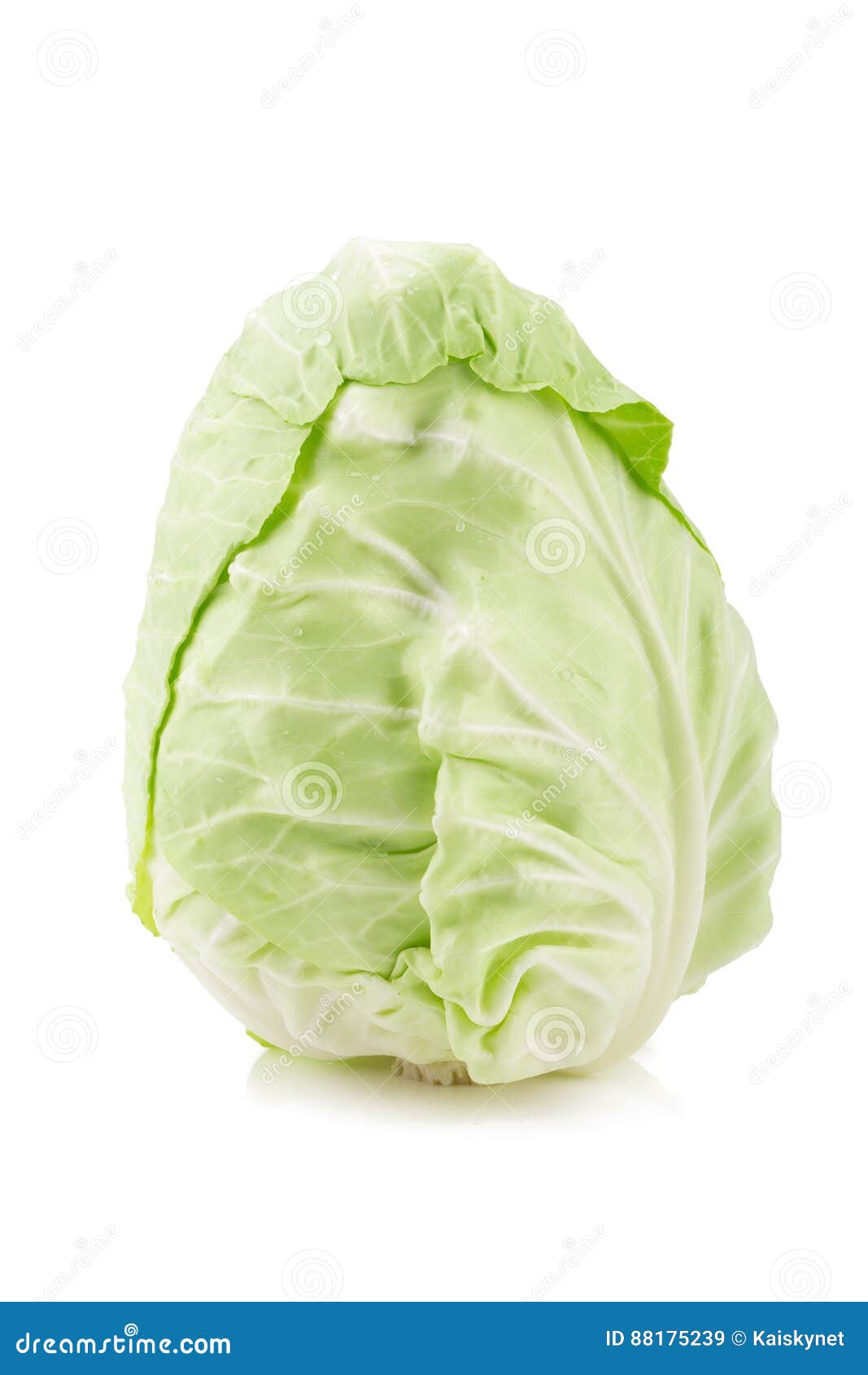 Repolho Verde Isolado No Fundo Branco Imagem de Stock - Imagem de ...