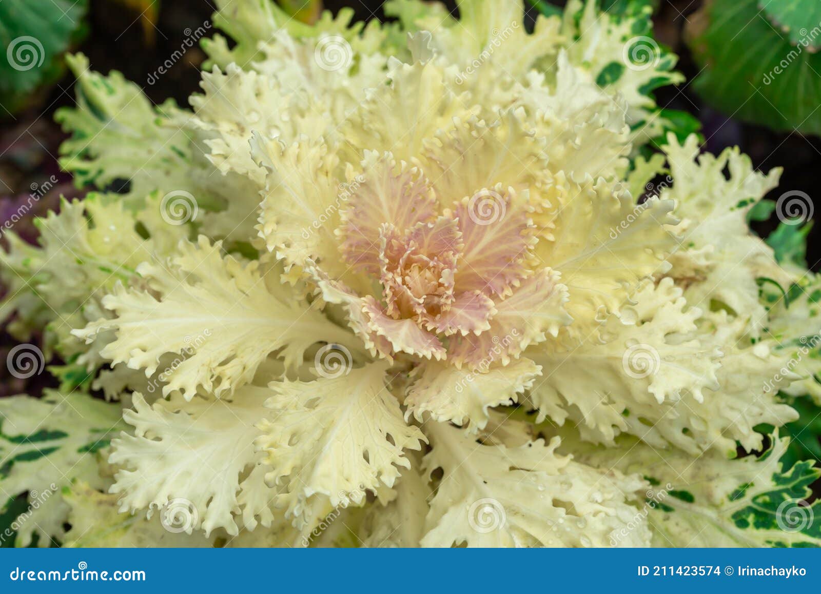 Repollo Blanco Ornamental En Un Parque Urbano Foto de archivo - Imagen ...