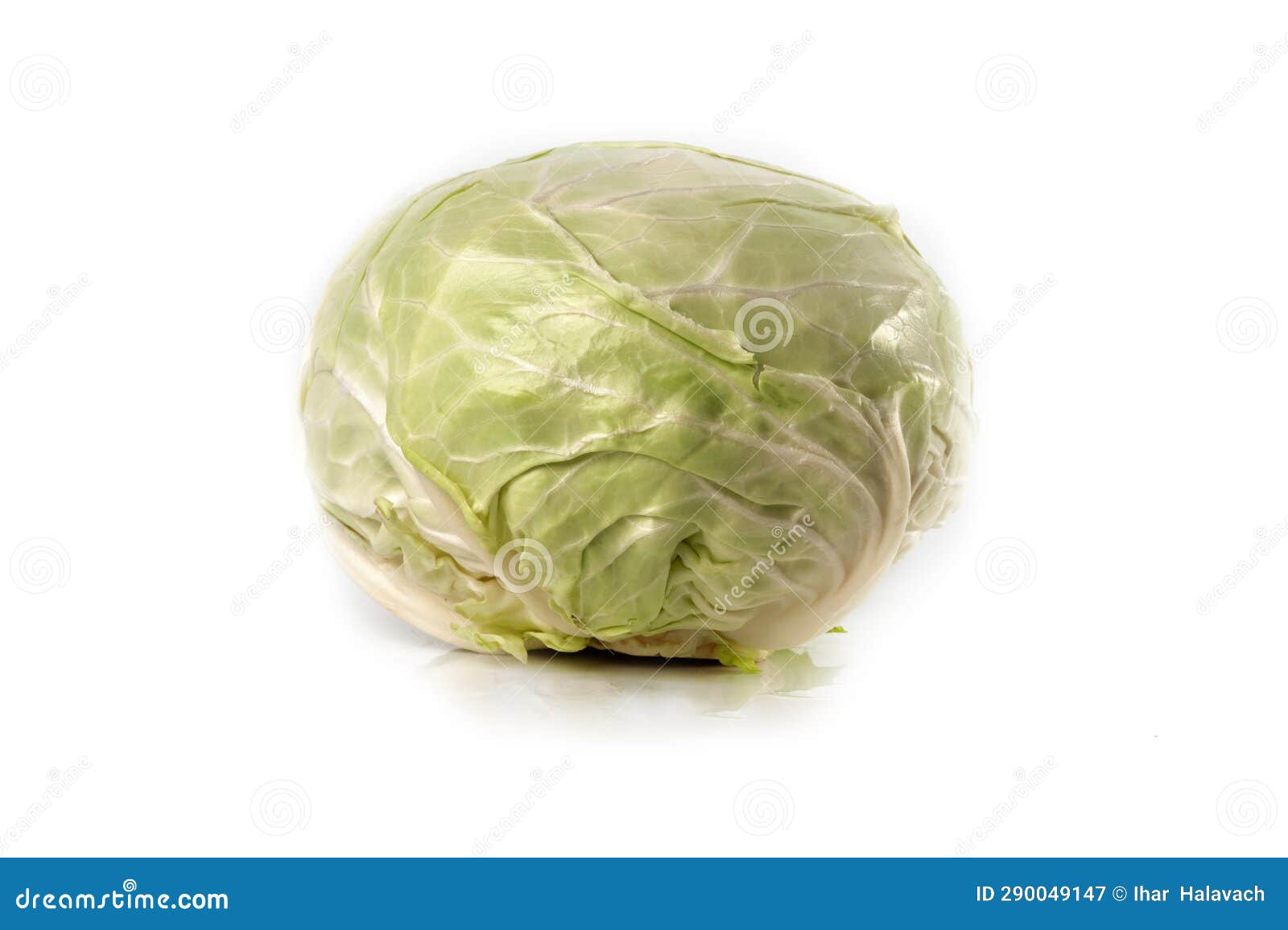 Repollo Cerrado Aislado En Fondo Blanco Imagen de archivo - Imagen de ...