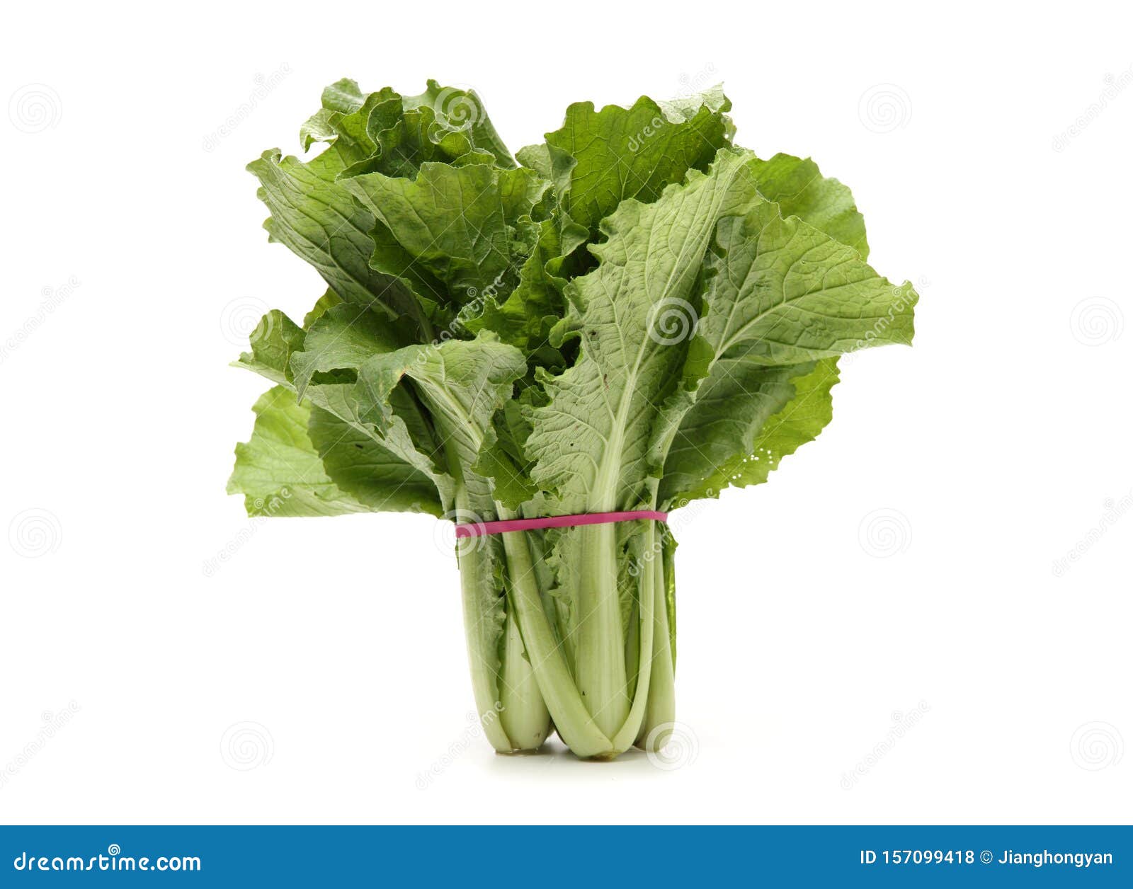 Repollo chino pequeÃ±o foto de archivo. Imagen de truncamiento - 157099418