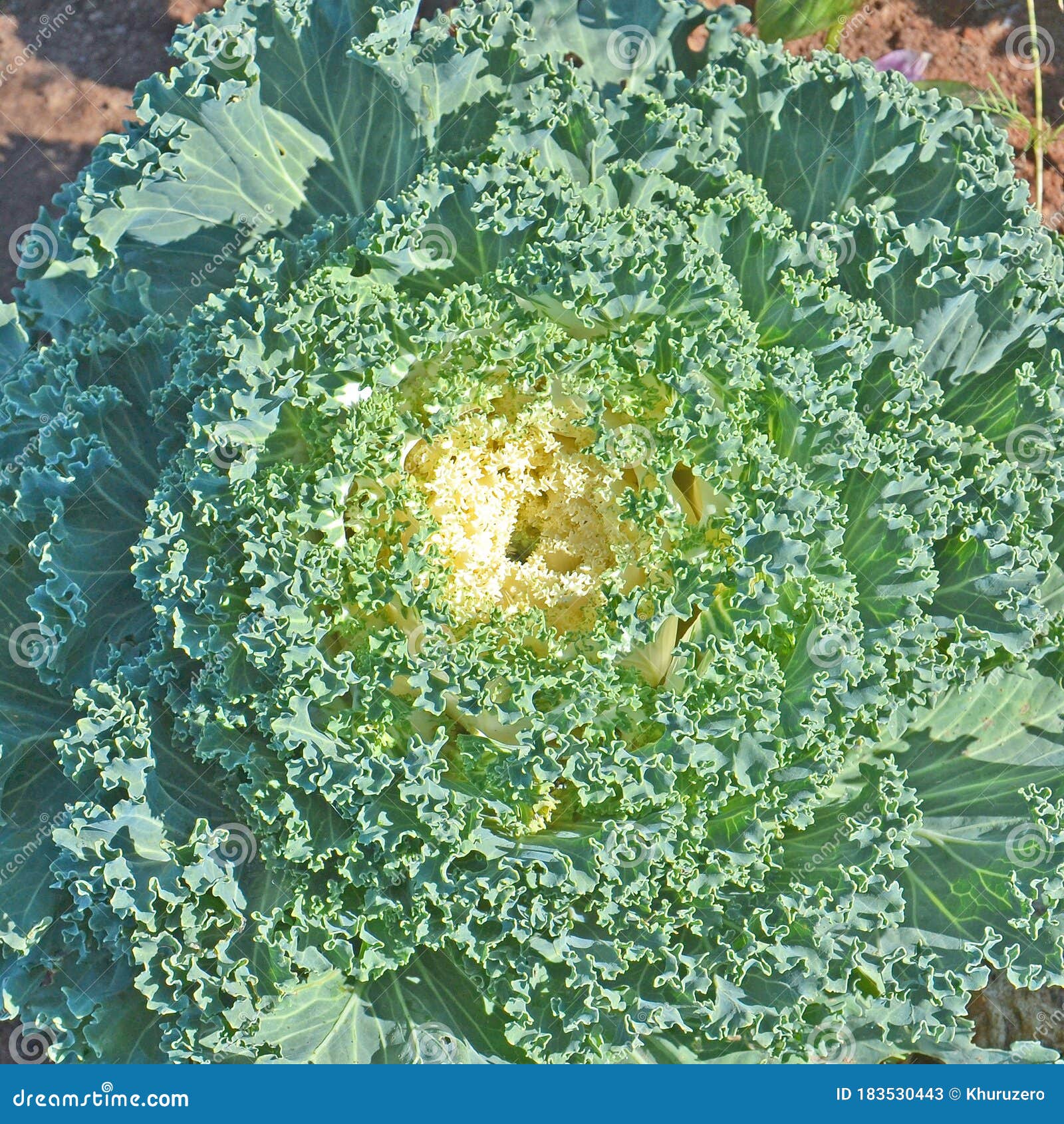 Repollo imagen de archivo. Imagen de travieso, sano - 183530443