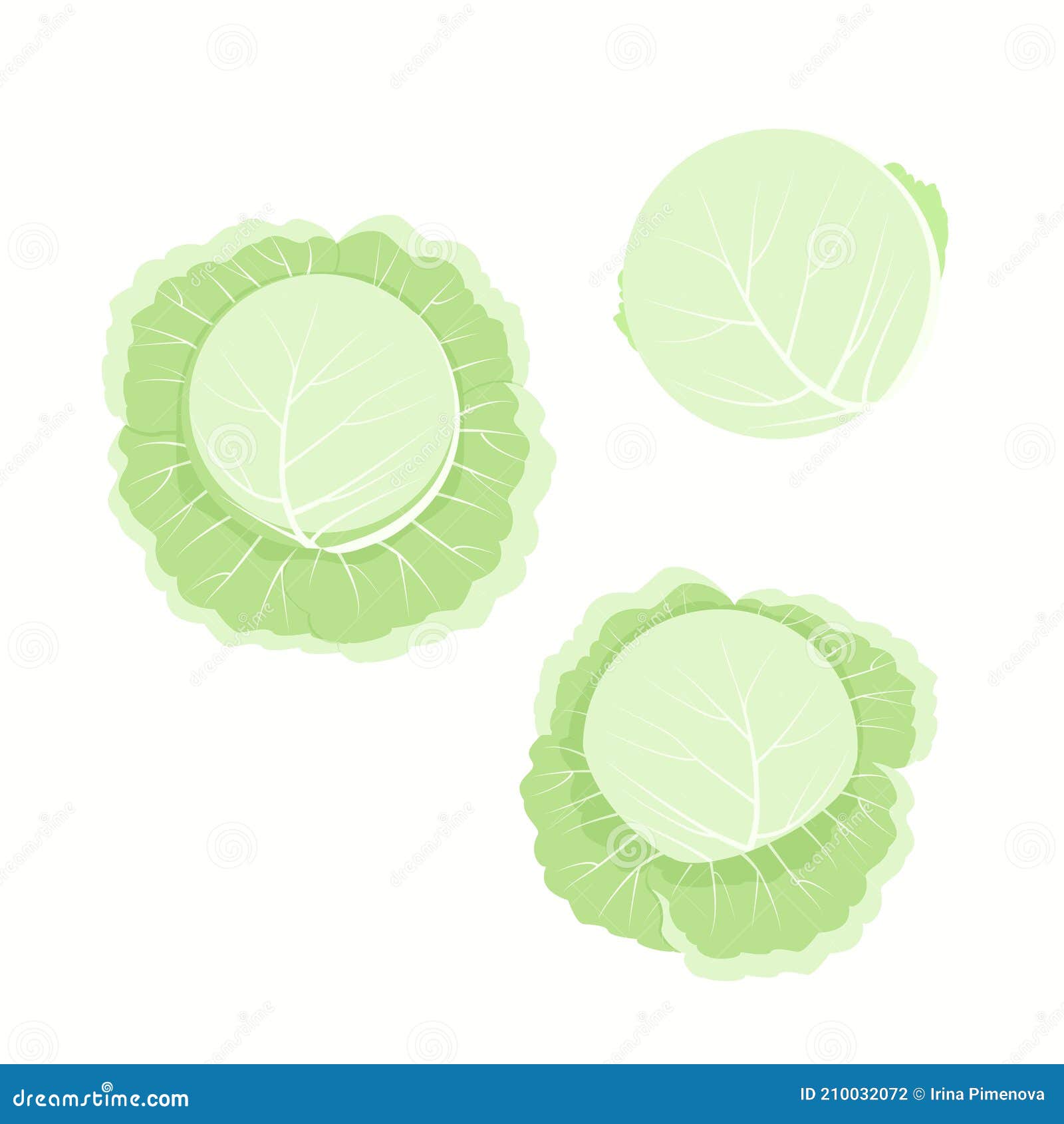 Repollo. Imagen Vectorial Aislada Ilustración del Vector - Ilustración ...