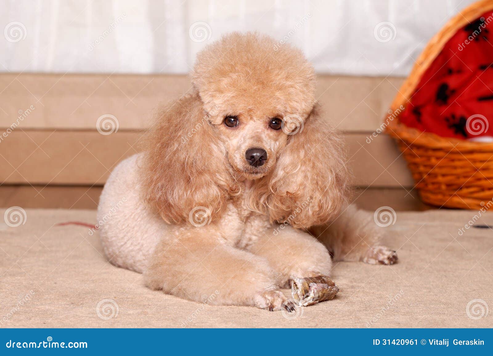 Repos Brun Miniature De Caniche Image stock - Image du alerte, race ...