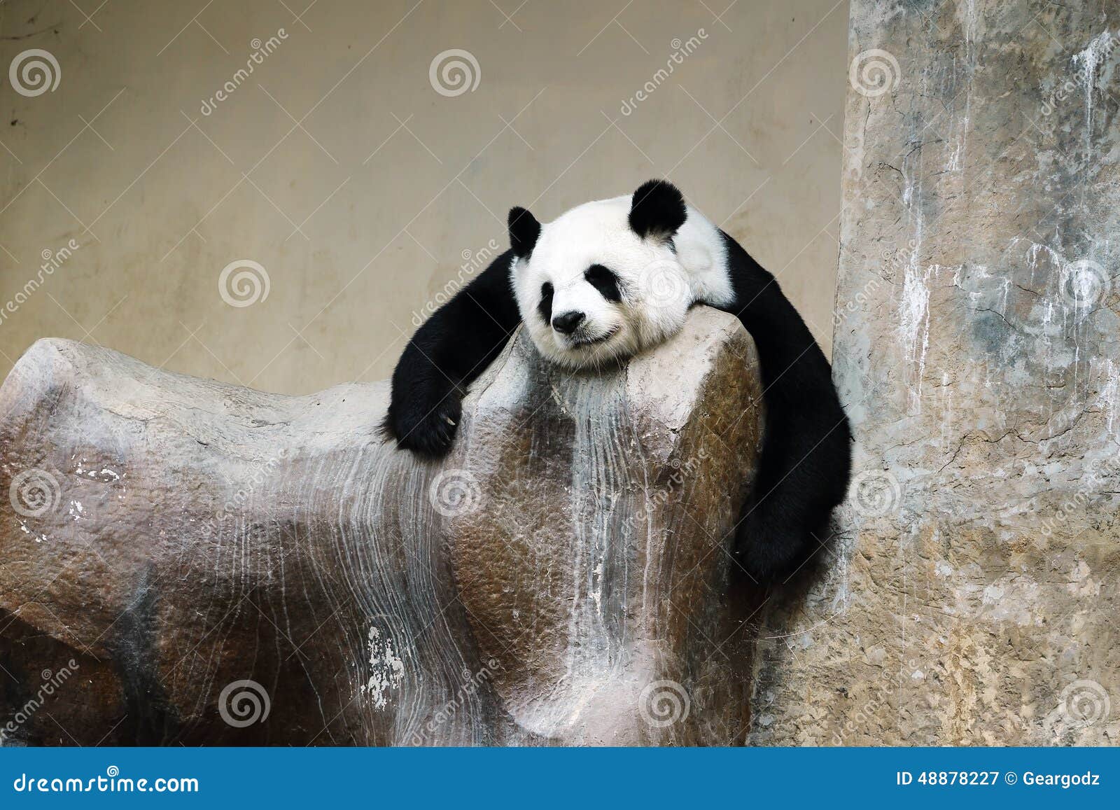 Repos d'ours panda image stock. Image du sauvage, adulte - 48878227