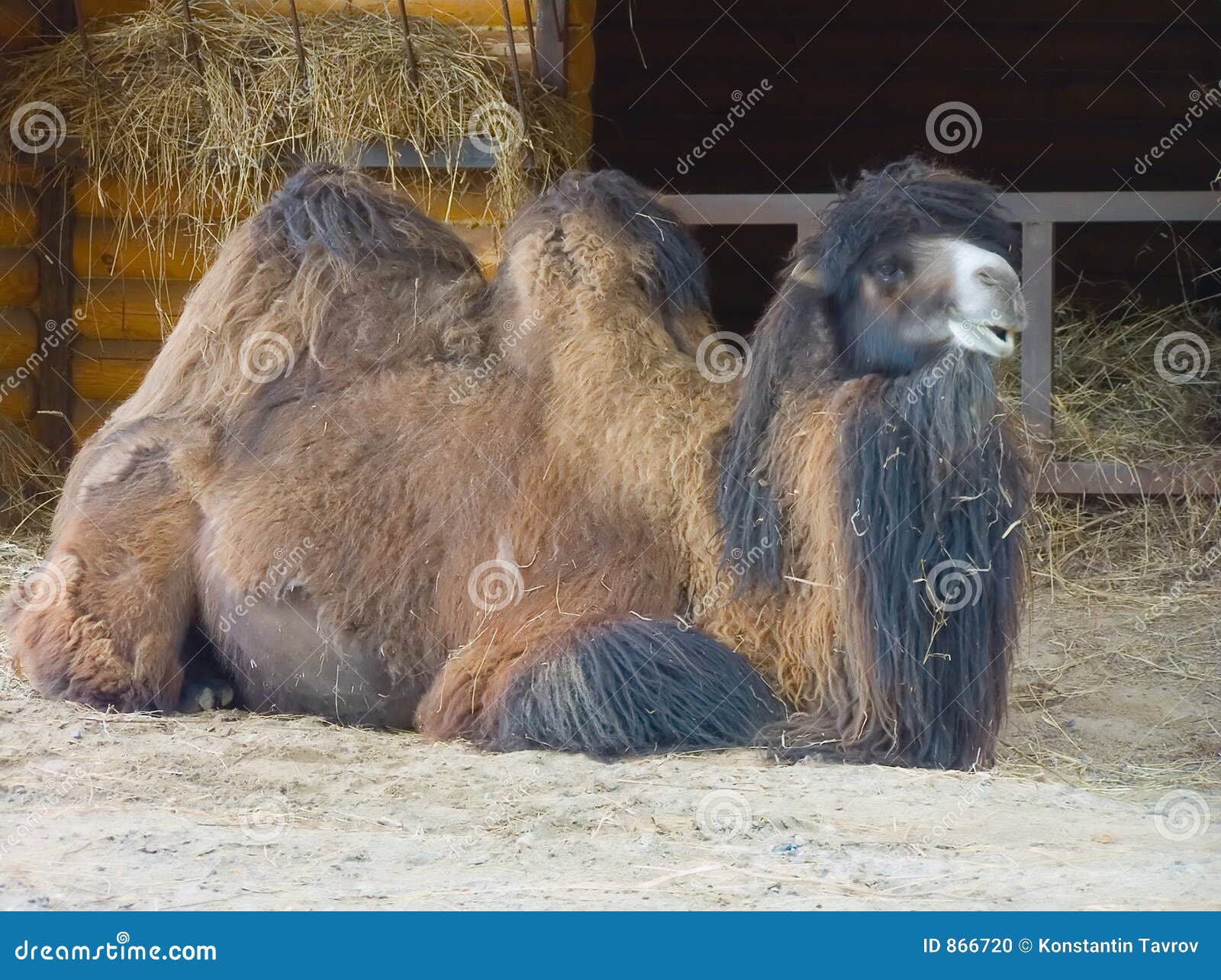 Reposing camel stock photo. Image of neck, caravan, contented - 866720