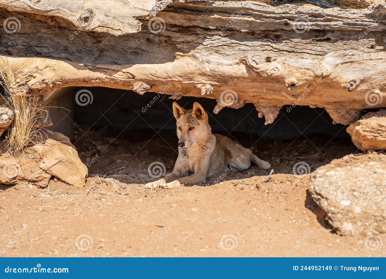 Reposo de dingo en den imagen de archivo. Imagen de canoa - 244952149