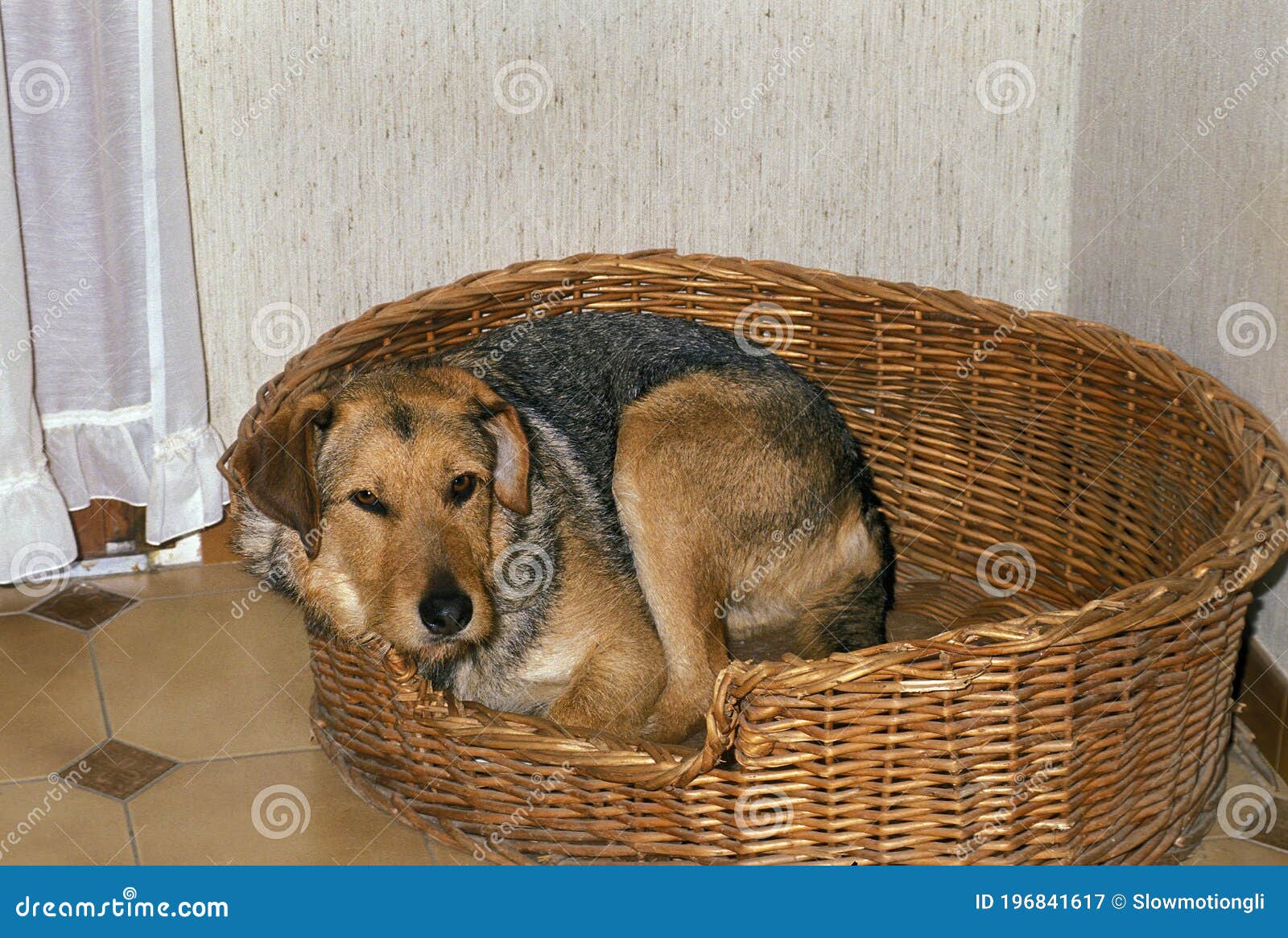 Reposo De Perro En La Canasta Imagen de archivo - Imagen de cesta ...