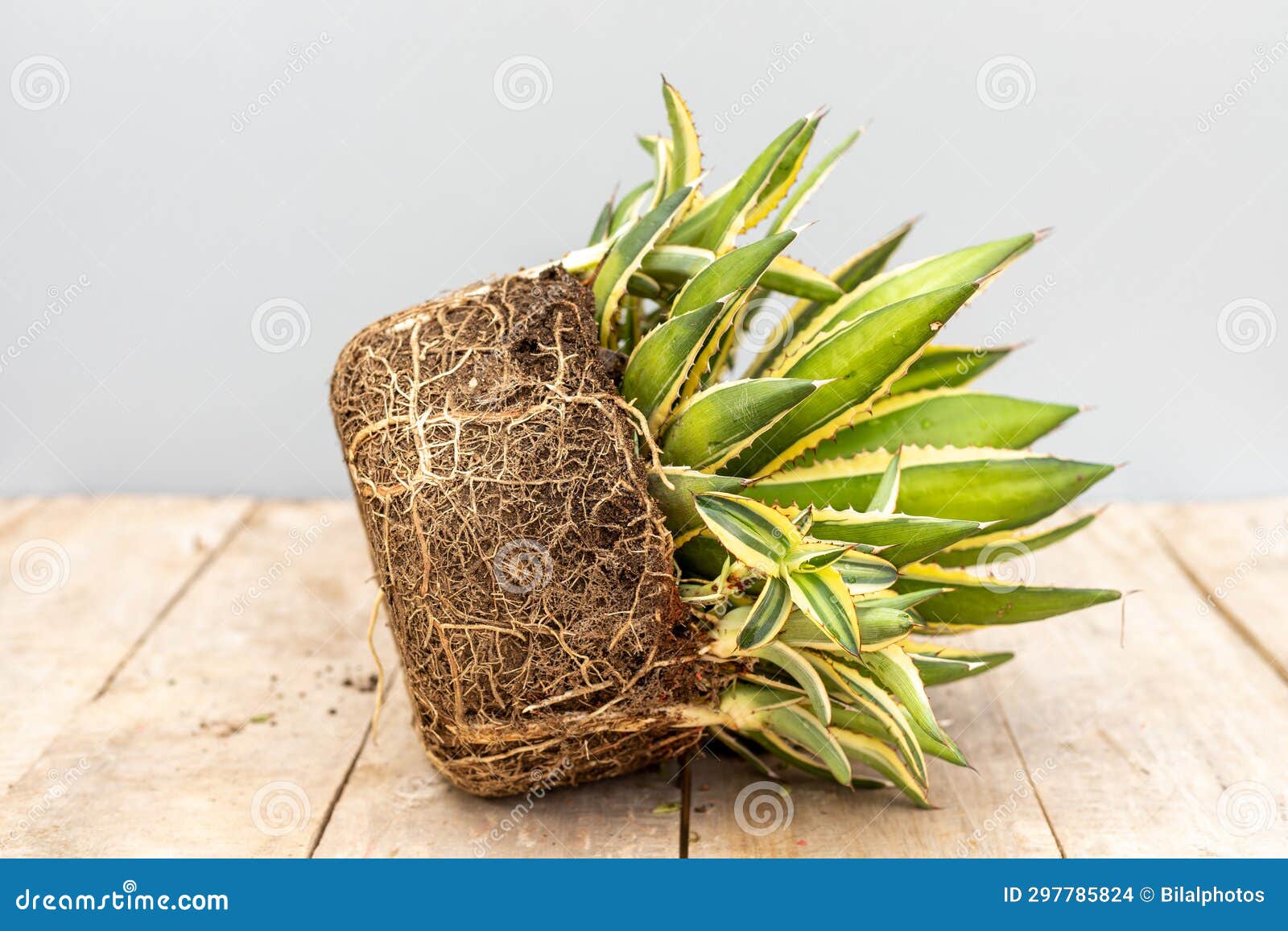 Rootbound Root Ball Of Houseplant In Need Of Repotting Stock ...