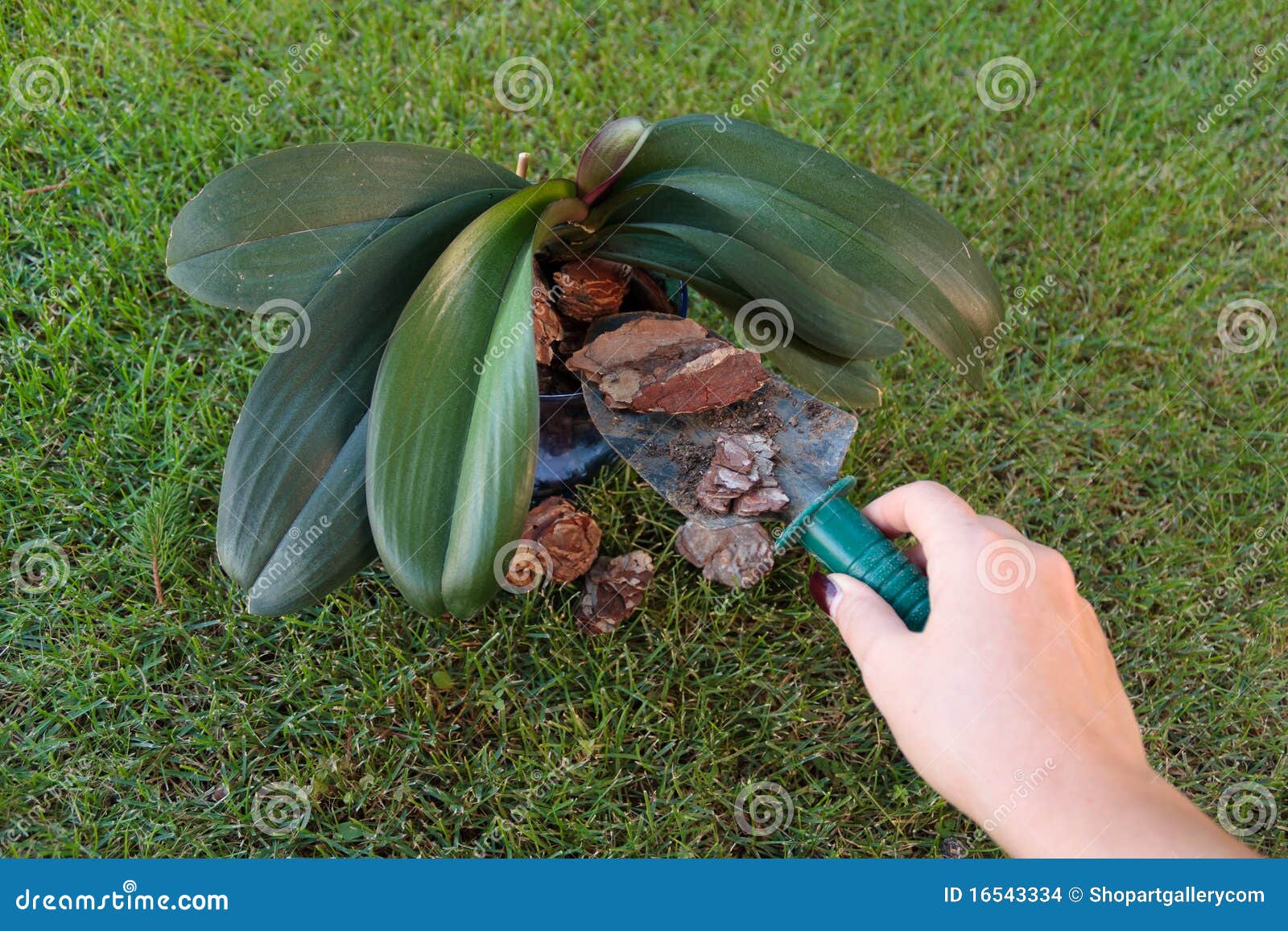 Repotting an Orchid stock photo. Image of plant, orchid - 16543334