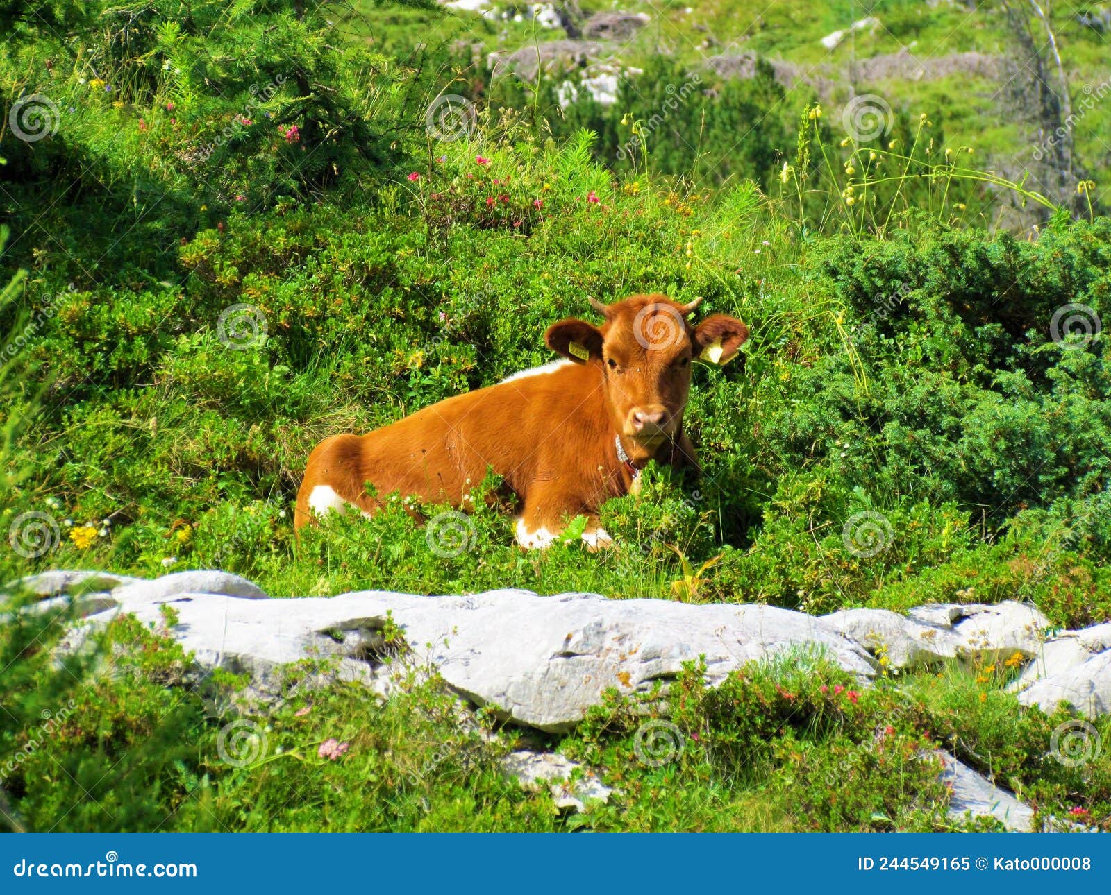 Repouso do vitelo de vaca imagem de stock. Imagem de marrom - 244549165