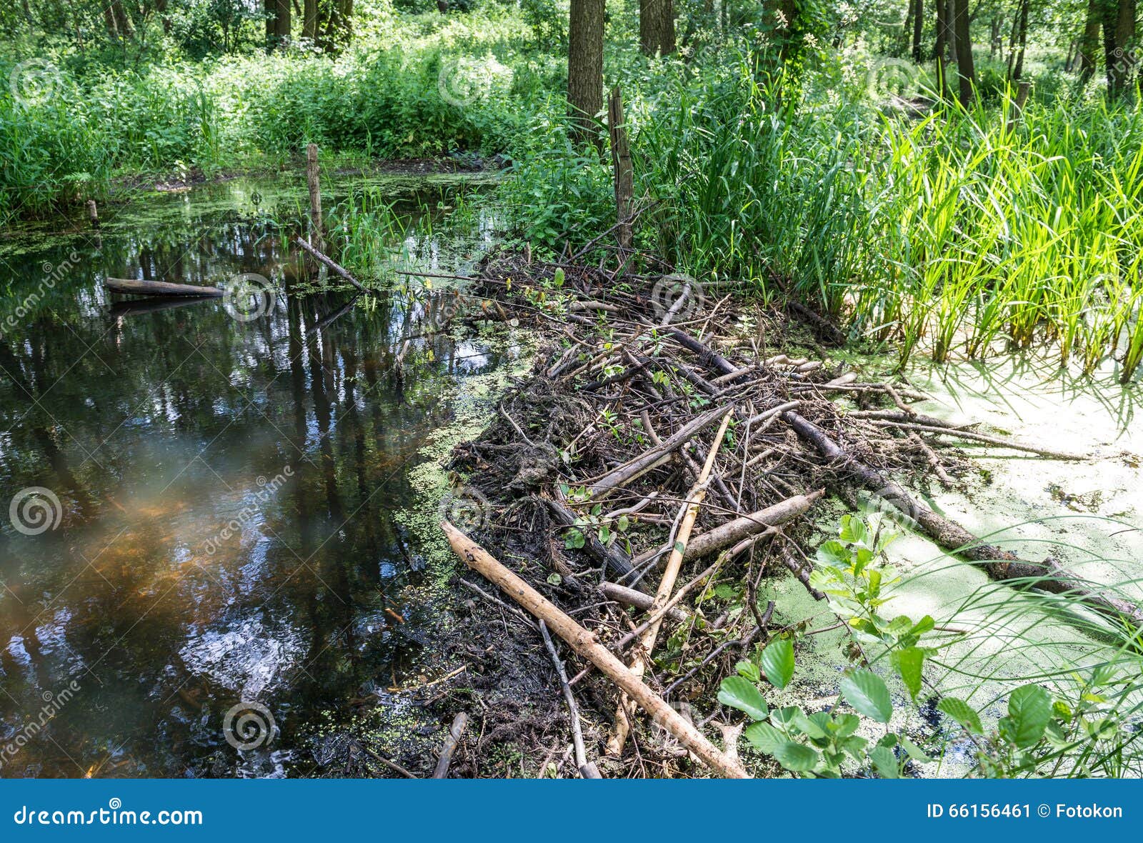 Represa Construída Por Castores Imagem de Stock - Imagem de planta ...
