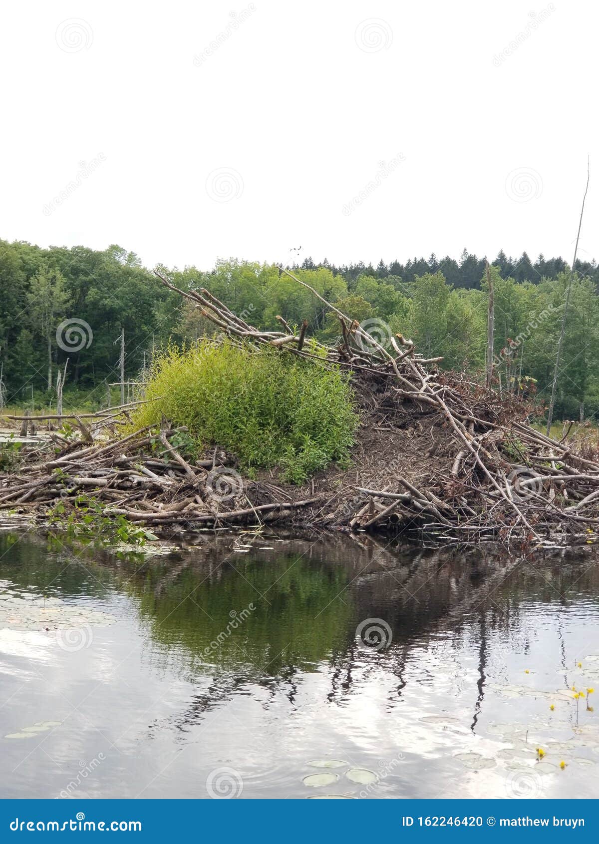 Represa Del Castor De Los Estanques De Cristal Foto de archivo - Imagen ...