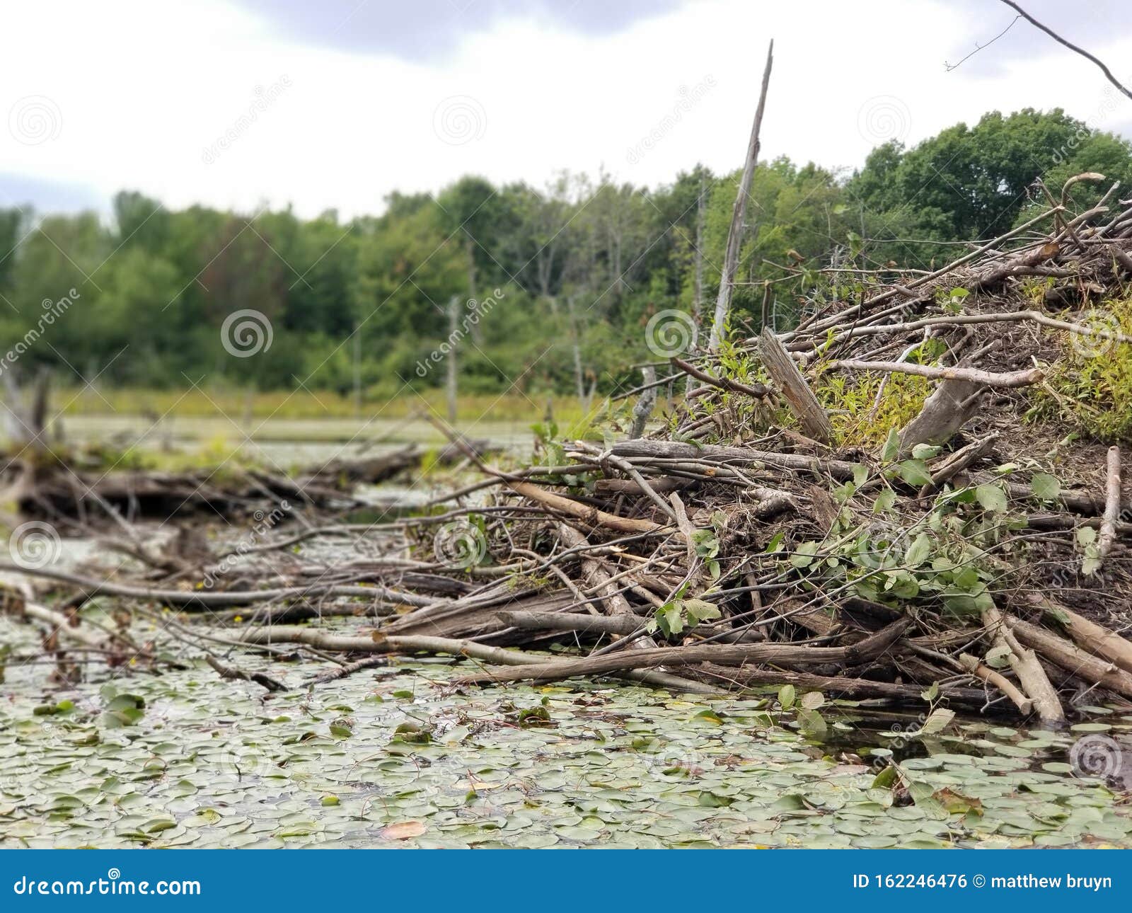 Represa Del Castor De Los Estanques De Cristal Foto de archivo - Imagen ...