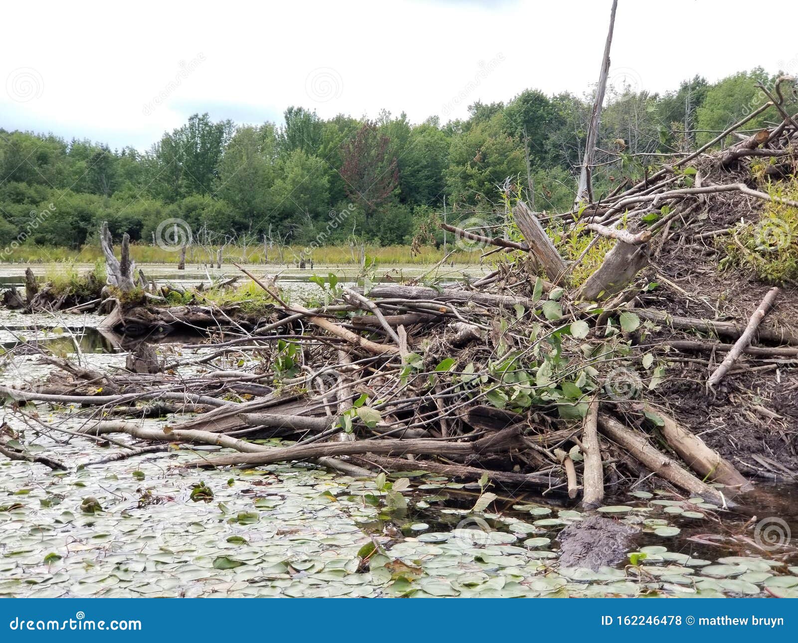 Represa Del Castor De Los Estanques De Cristal Foto de archivo - Imagen ...