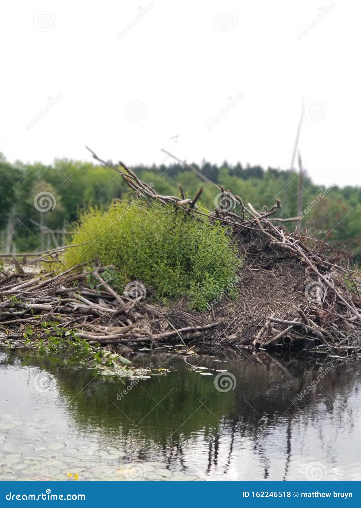 Represa Del Castor De Los Estanques De Cristal Foto de archivo - Imagen ...