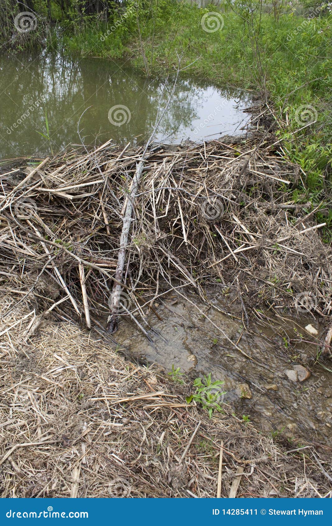 Represa do castor imagem de stock. Imagem de reserva - 14285411