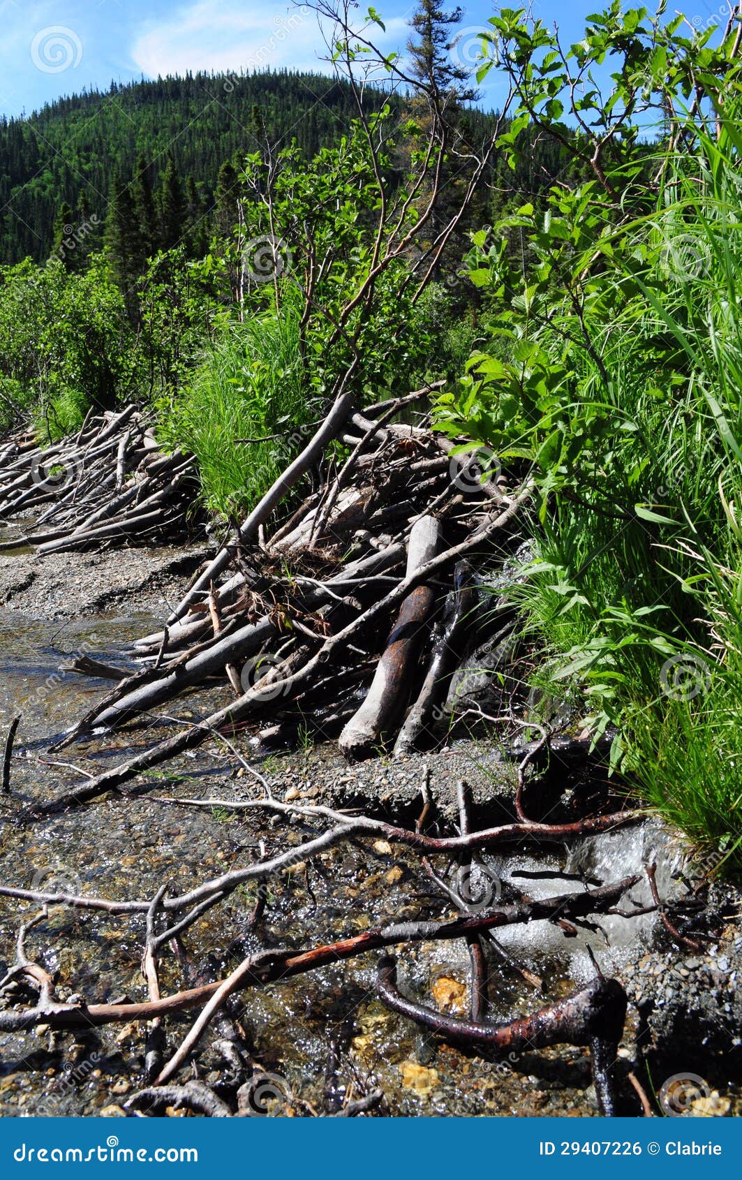 Represa do castor foto de stock. Imagem de castores, castor - 29407226