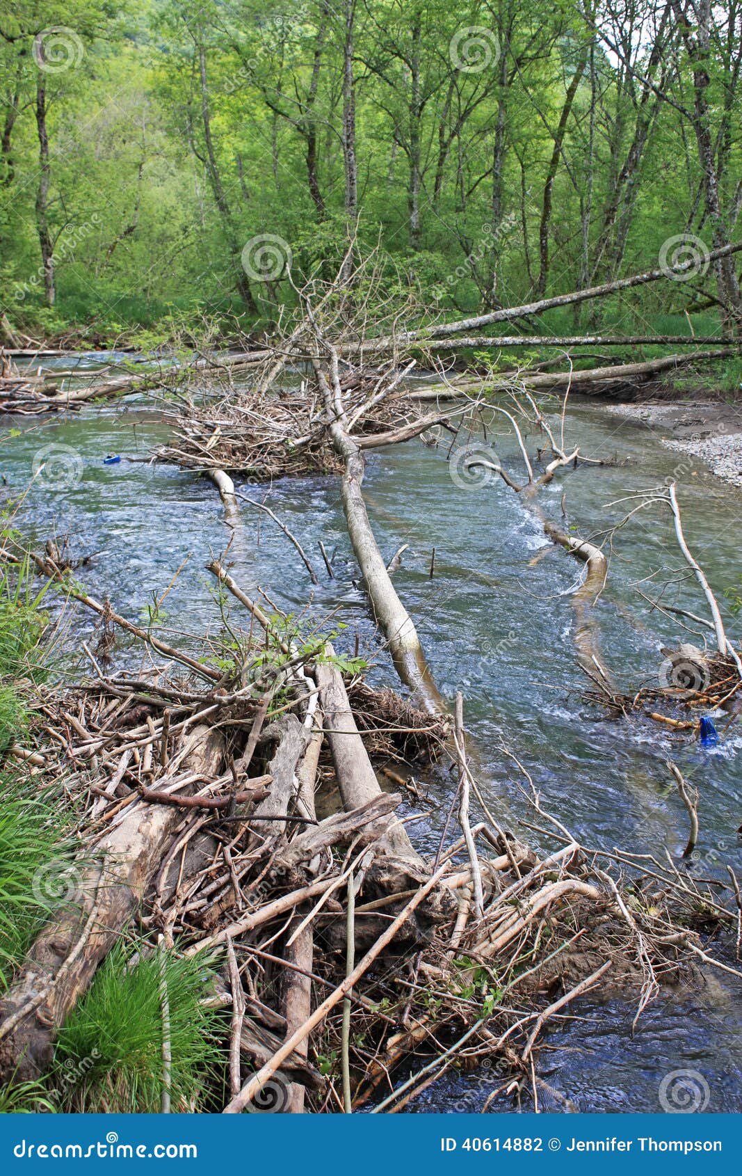 Represa do castor foto de stock. Imagem de represa, verde - 40614882