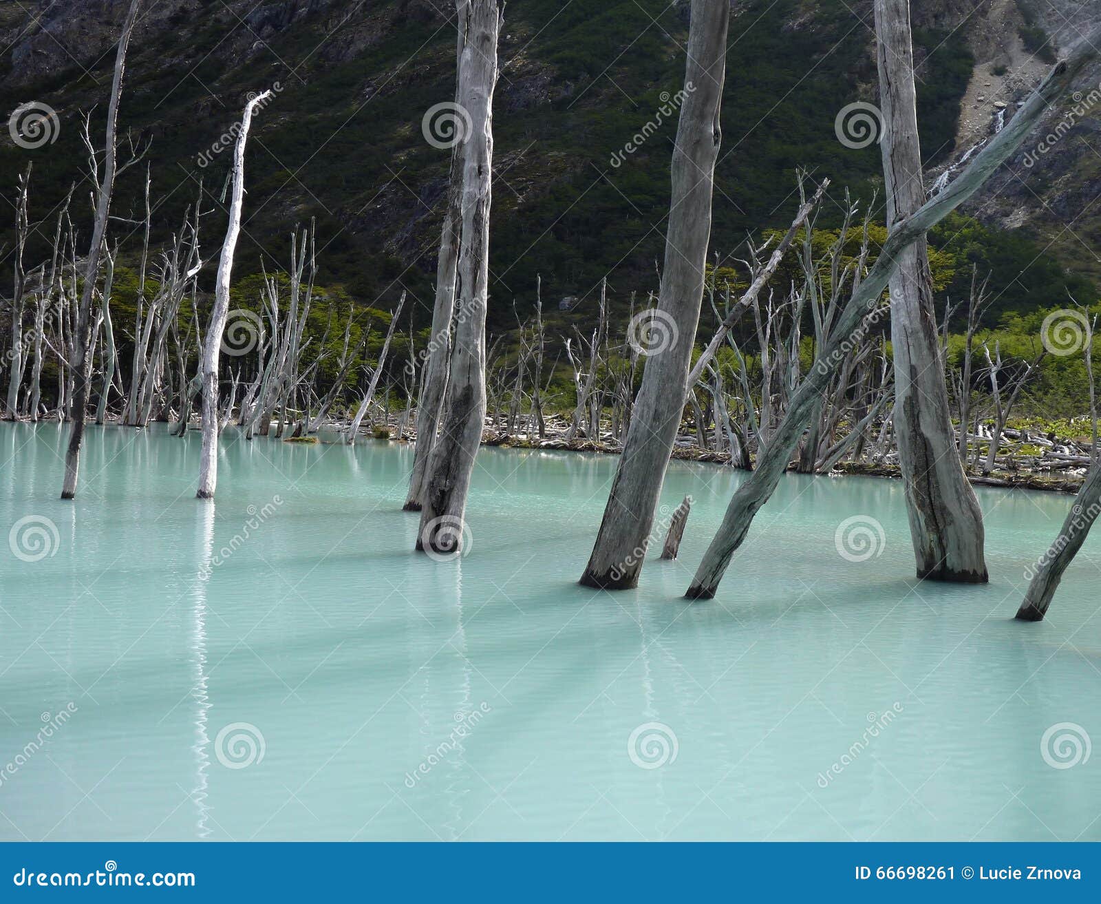 Represa Do Castor Em Um Lago Azul Profundo Imagem de Stock - Imagem de ...