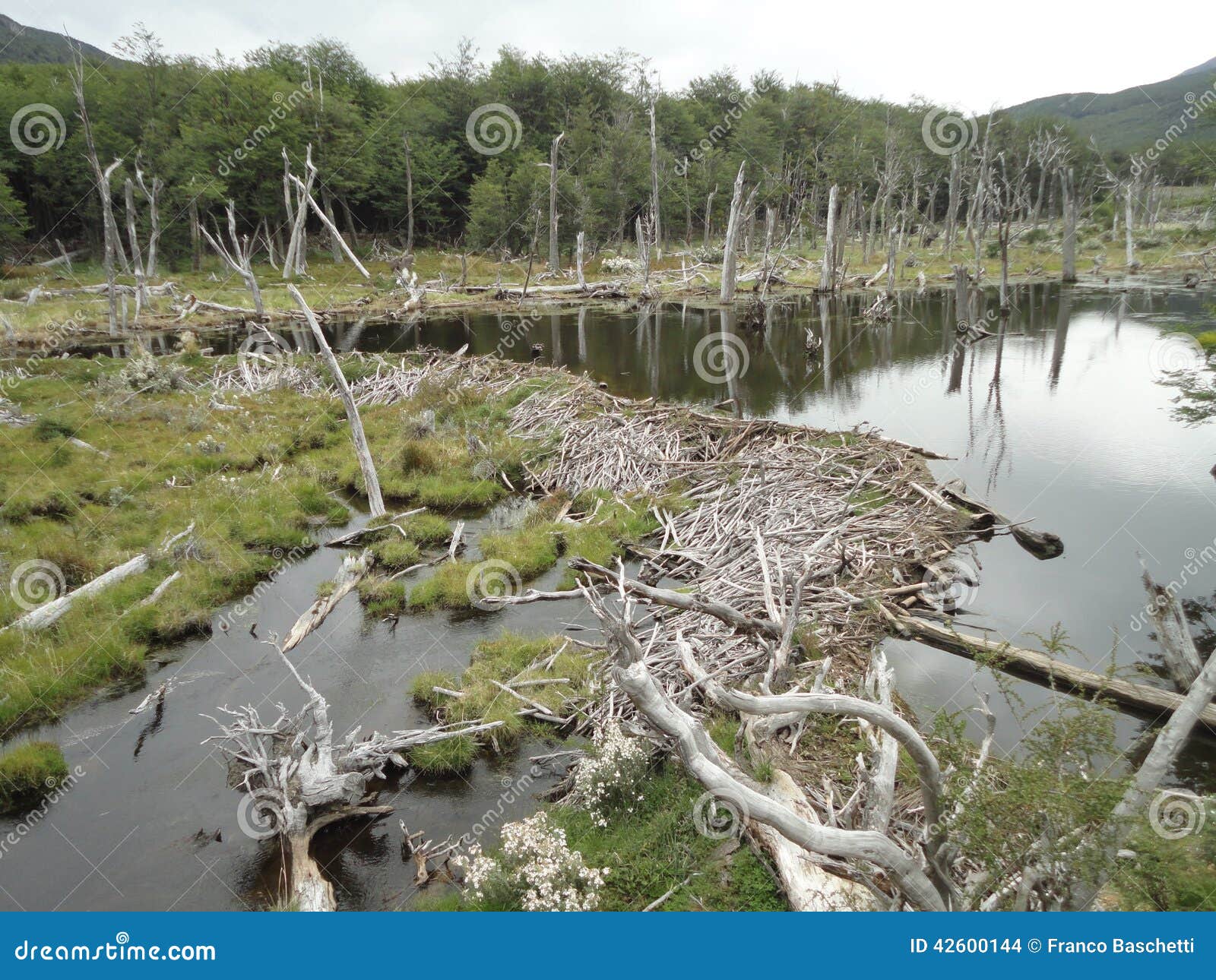 Represa do castor no rio foto de stock. Imagem de argentina - 42600144