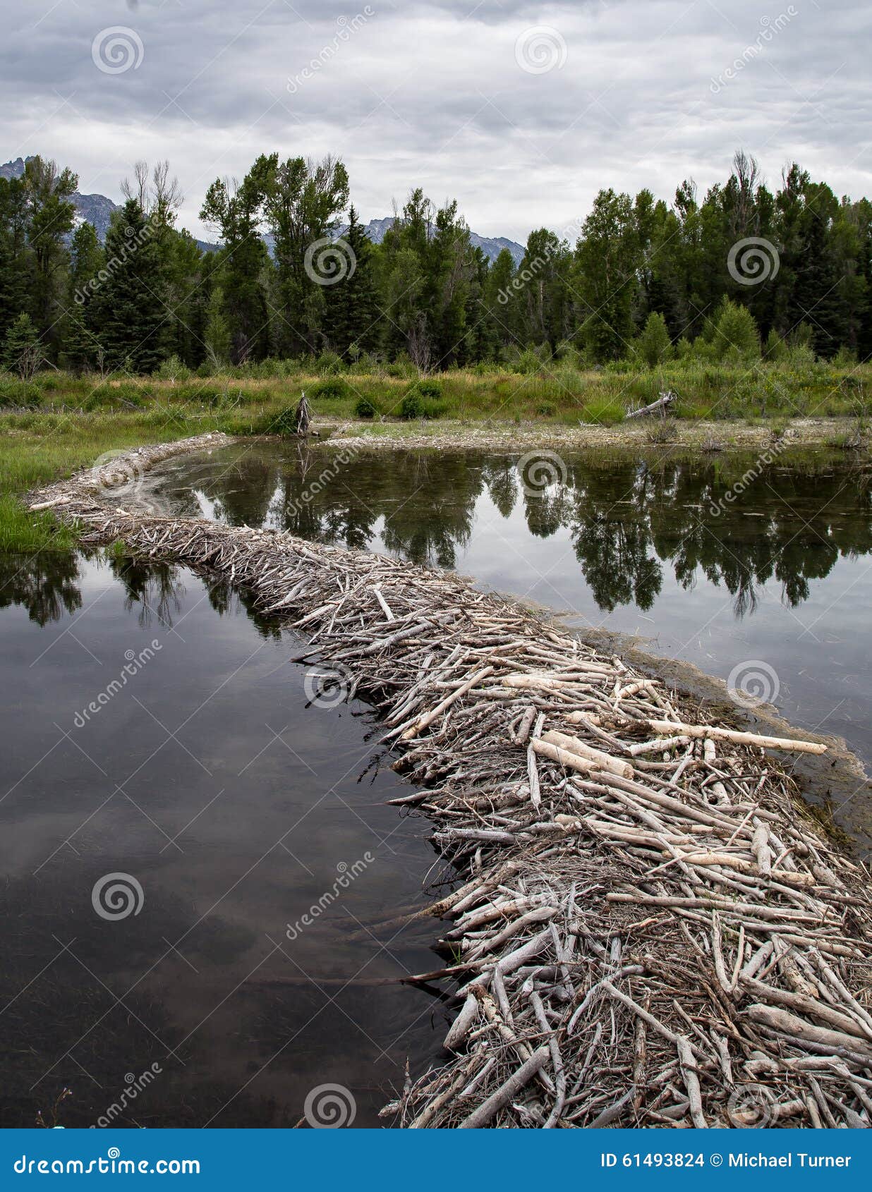 Represa Do Castor No Tetons Grande Foto de Stock - Imagem de parque ...