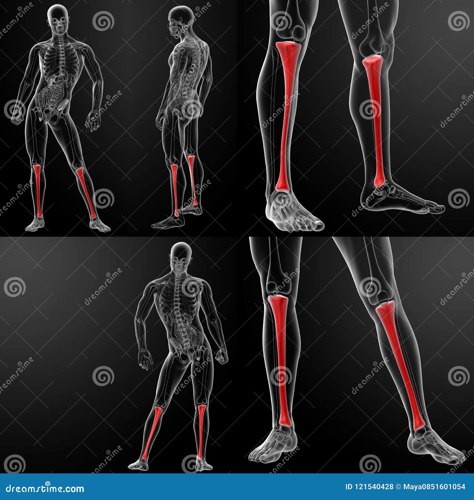 Representación 3d De La Tibia Humana Stock de ilustración - Ilustración ...