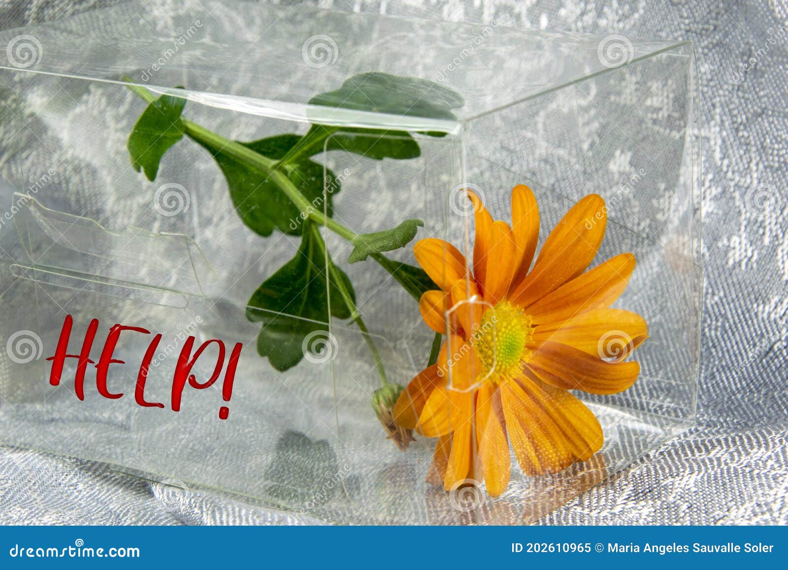 Enclosed flower. stock image. Image of locked, transparent - 202610965