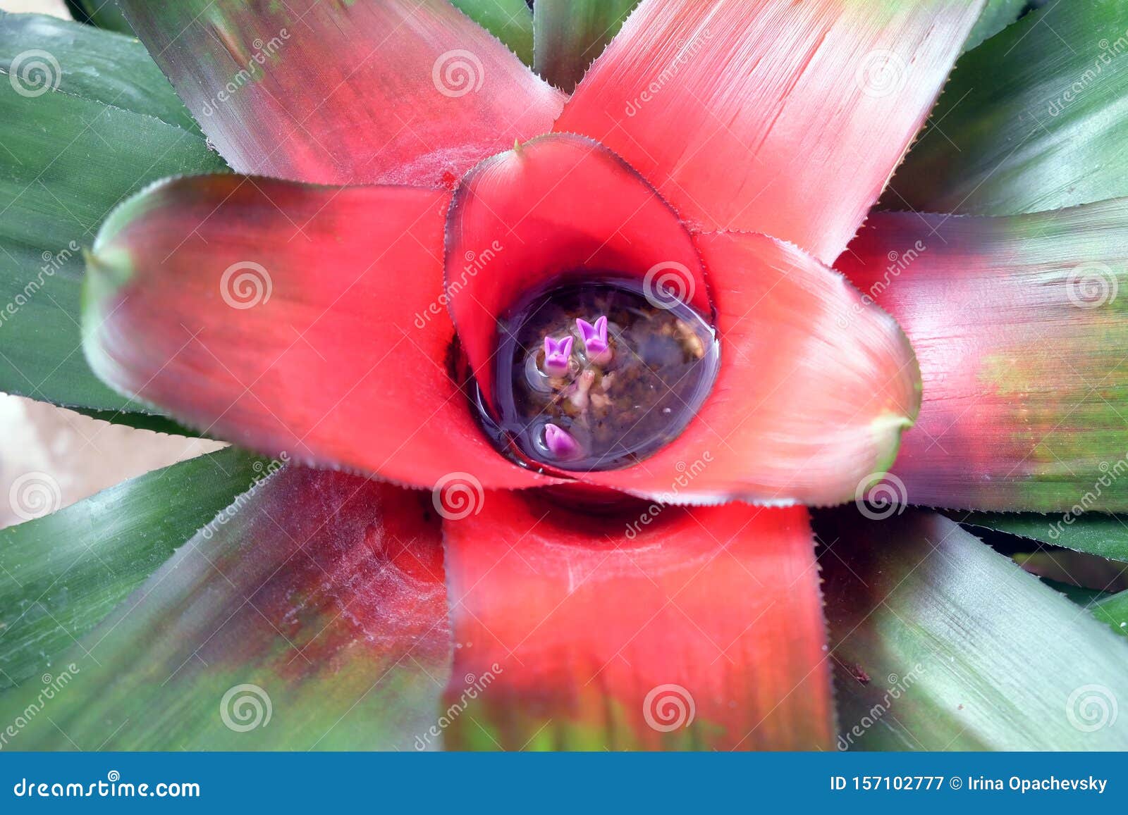 Red Bromeliaseae Bromeliads during Flowering Stock Image - Image of ...