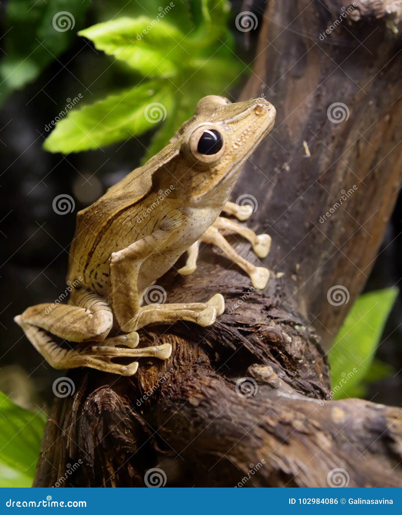Eared frog stock photo. Image of sucker, brown, color - 102984086