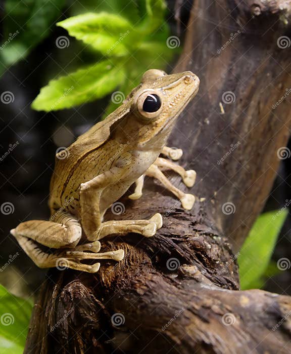 Eared frog stock photo. Image of sucker, brown, color - 102984086