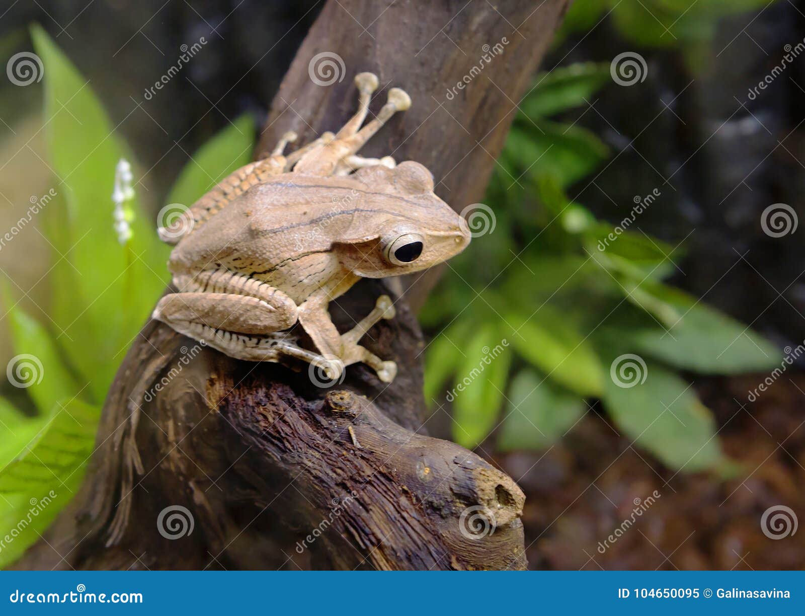 Treefrog stock image. Image of color, amphibian, finger - 104650095
