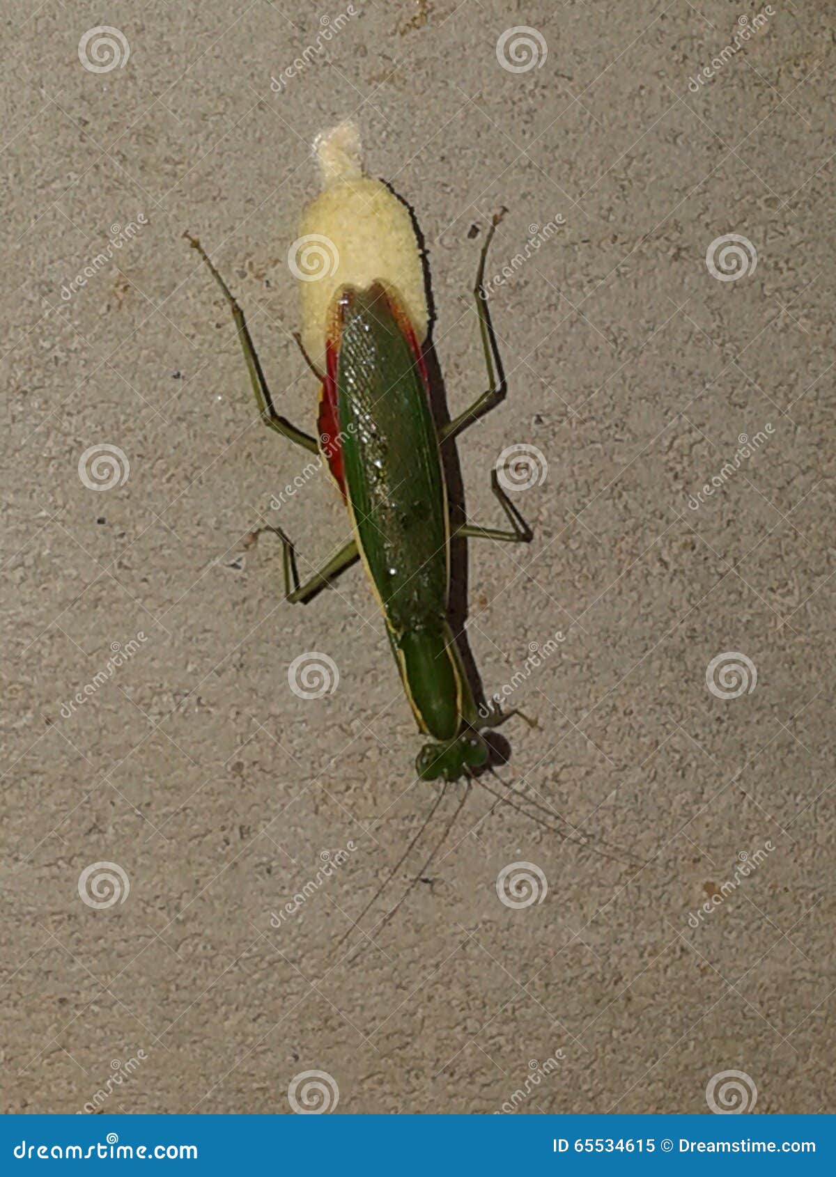 Reproductieproces Van Speciaal Type Van Insect Stock Afbeelding - Image ...