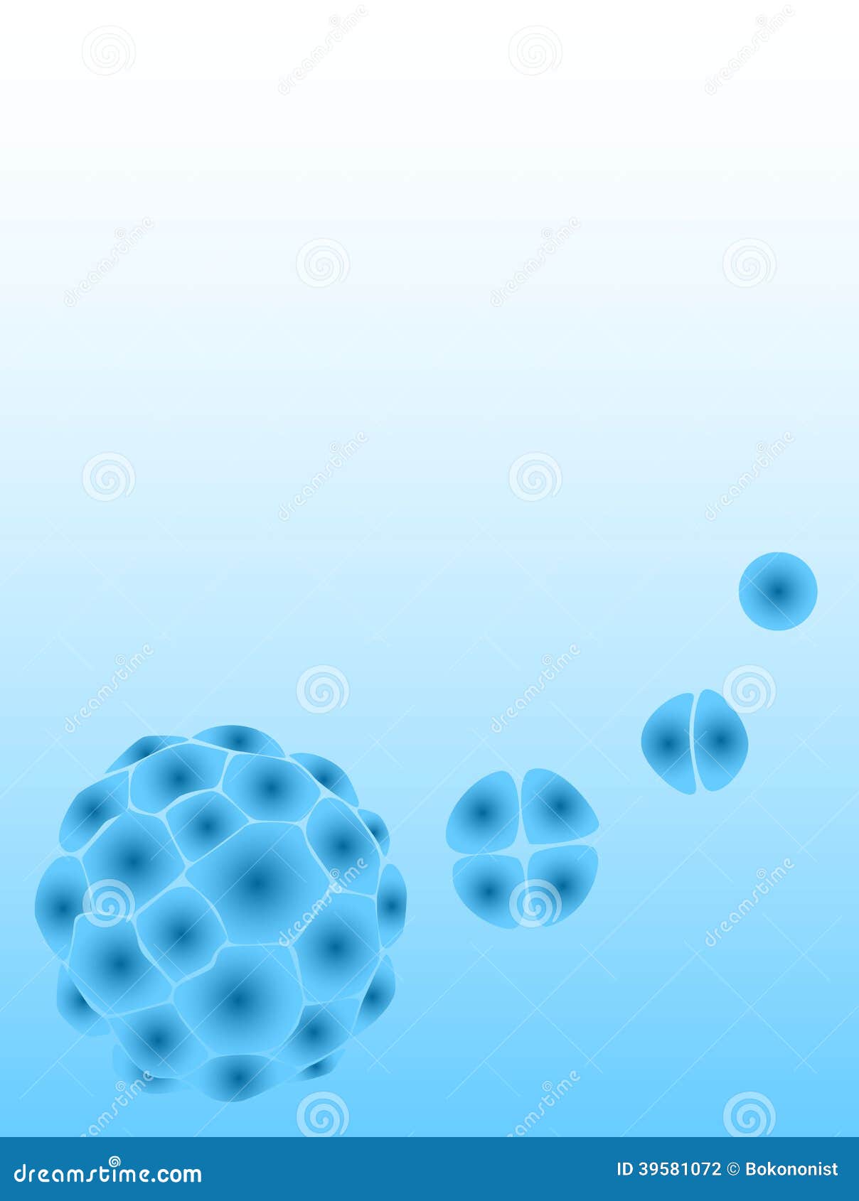 Reproduction stock vector. Illustration of morula, cells - 39581072