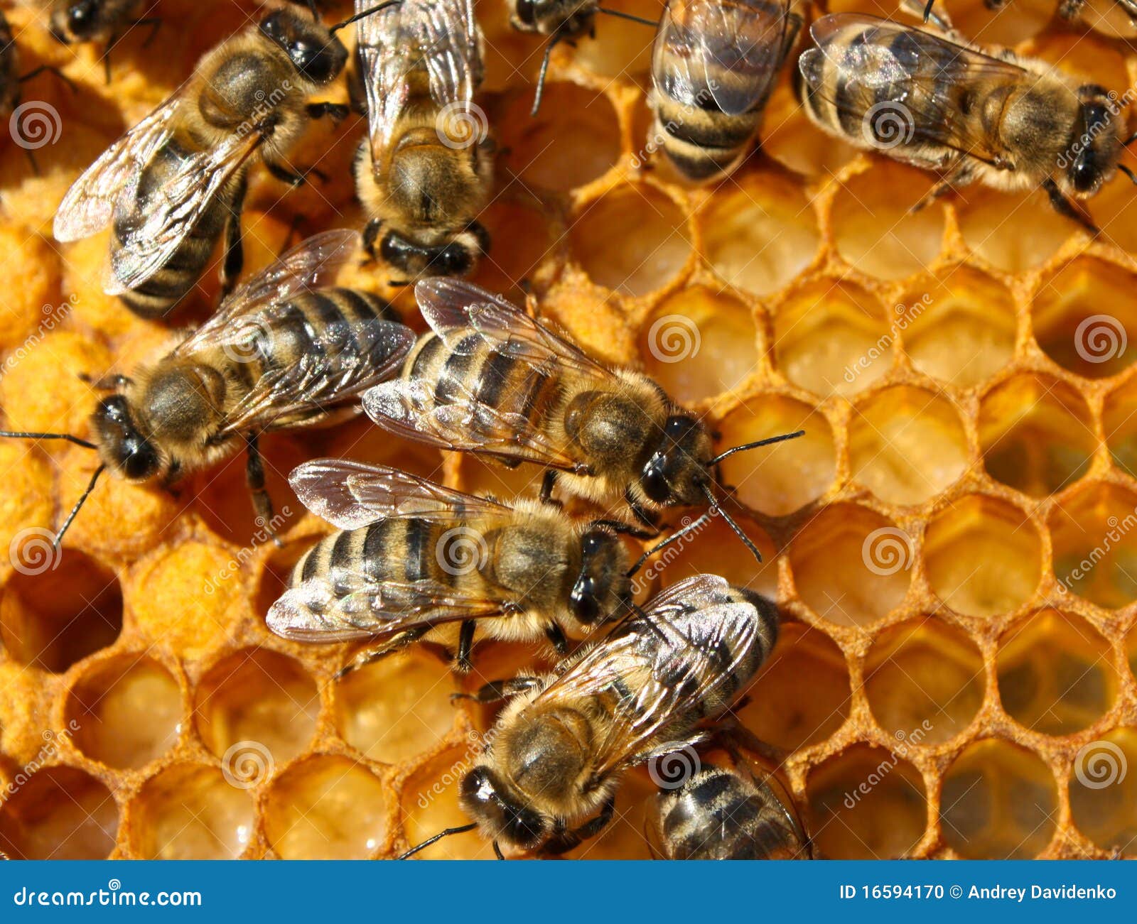 Reproduction of Bees stock photo. Image of wings, feet - 16594170