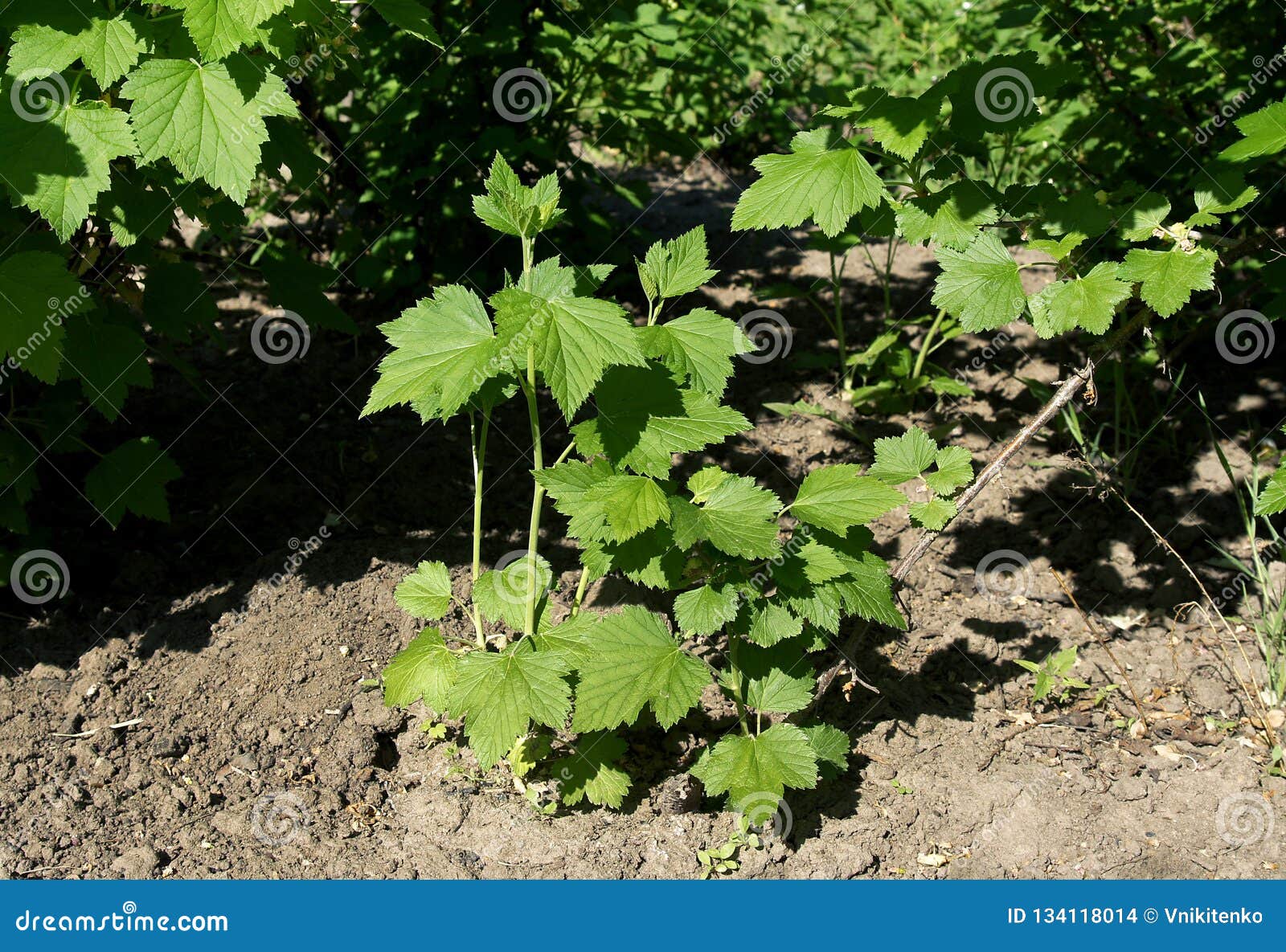 Reproduction of currant stock photo. Image of season - 134118014