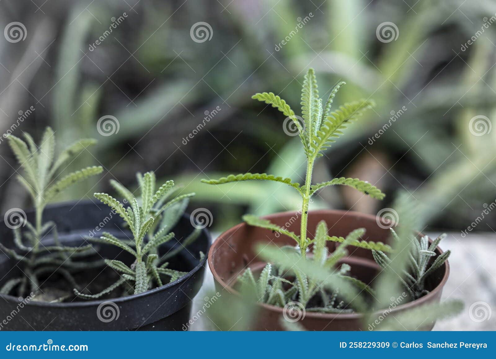 Reproduction with Cuttings of the Lavender Stock Image - Image of ...