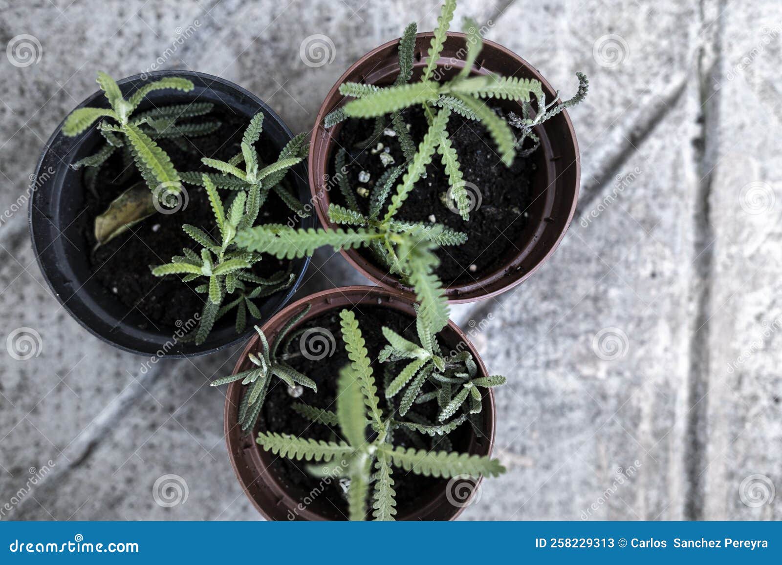 Reproduction with Cuttings of the Lavender Stock Image - Image of ...
