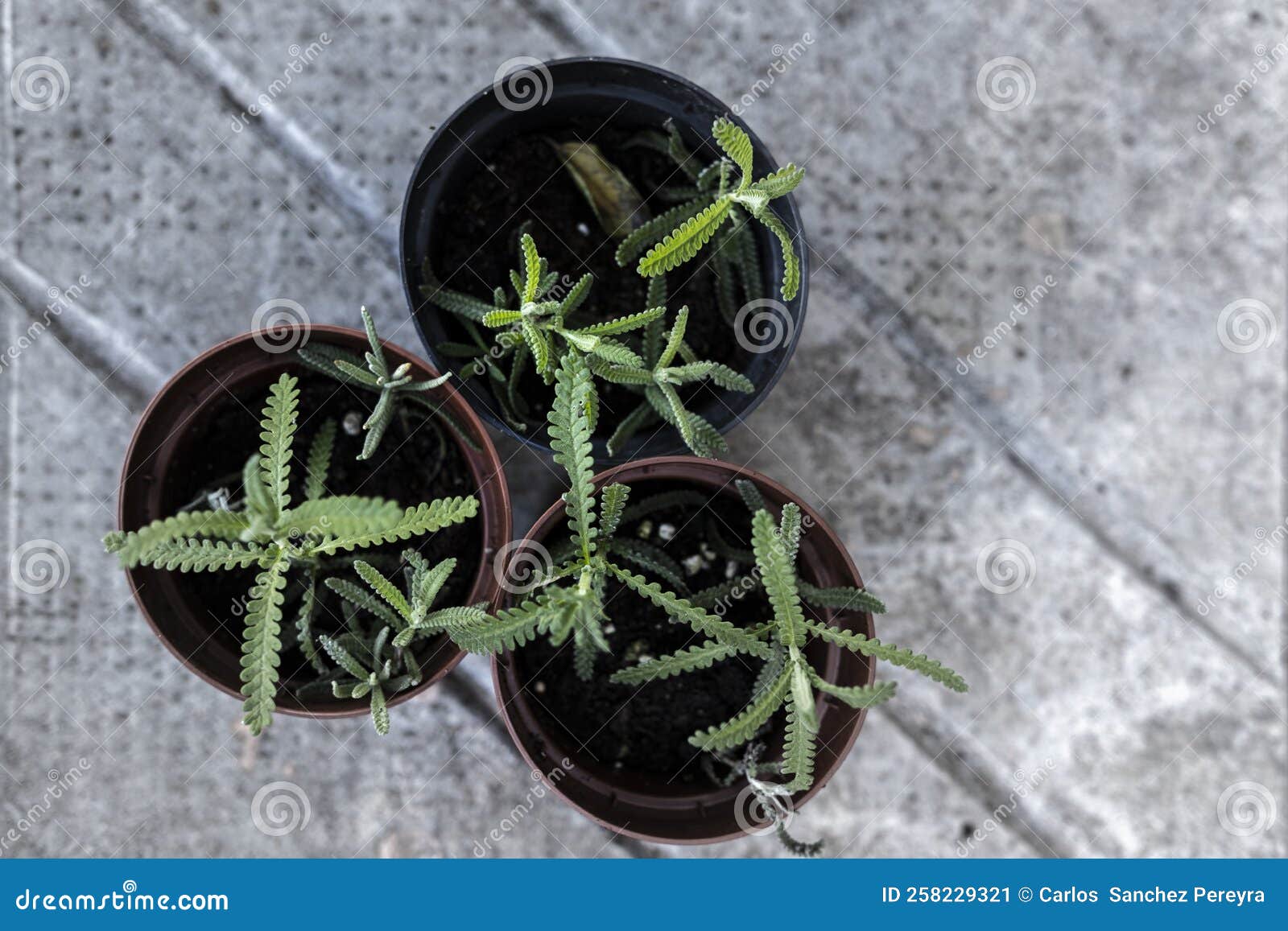 Reproduction with Cuttings of the Lavender Stock Image - Image of ...