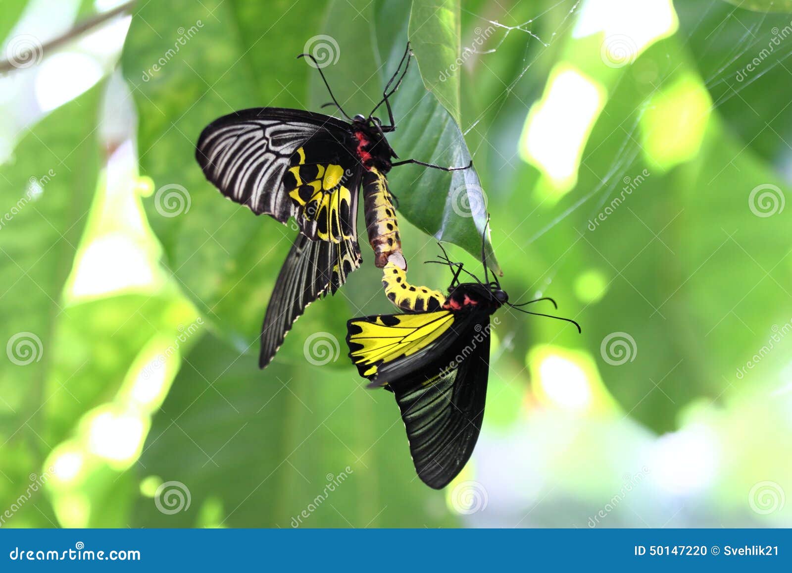 Reproduction D'or De Papillon De Birdwing Photo stock - Image du ...