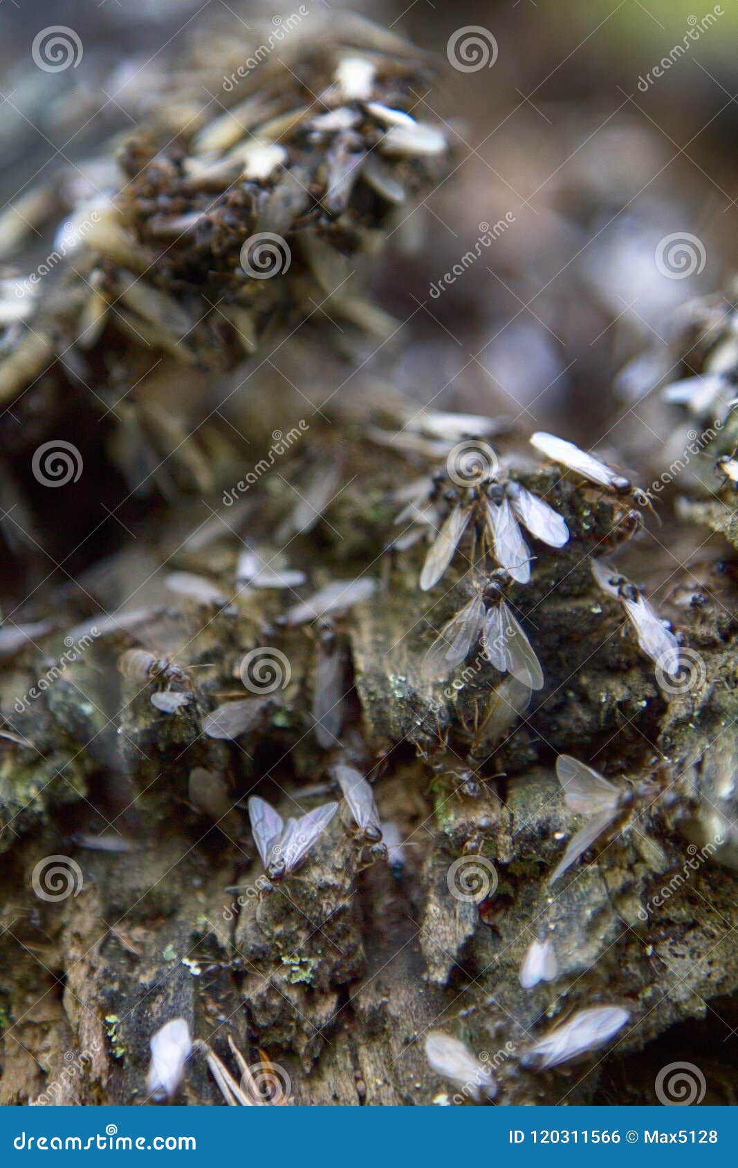 Reproduction des fourmis photo stock. Image du environnement - 120311566