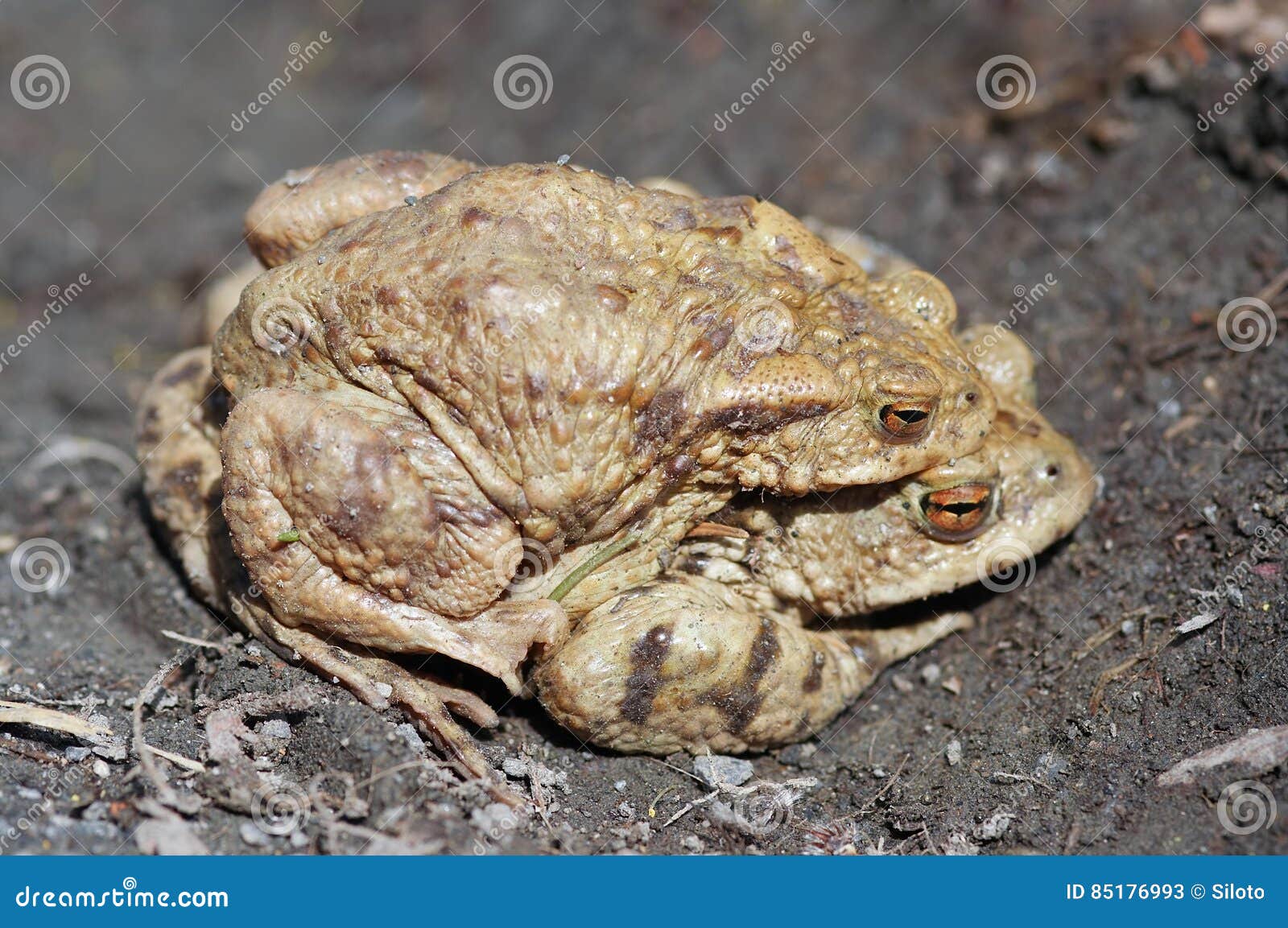 Reproduction of the Frogs - Mating of Toads Stock Image - Image of ...