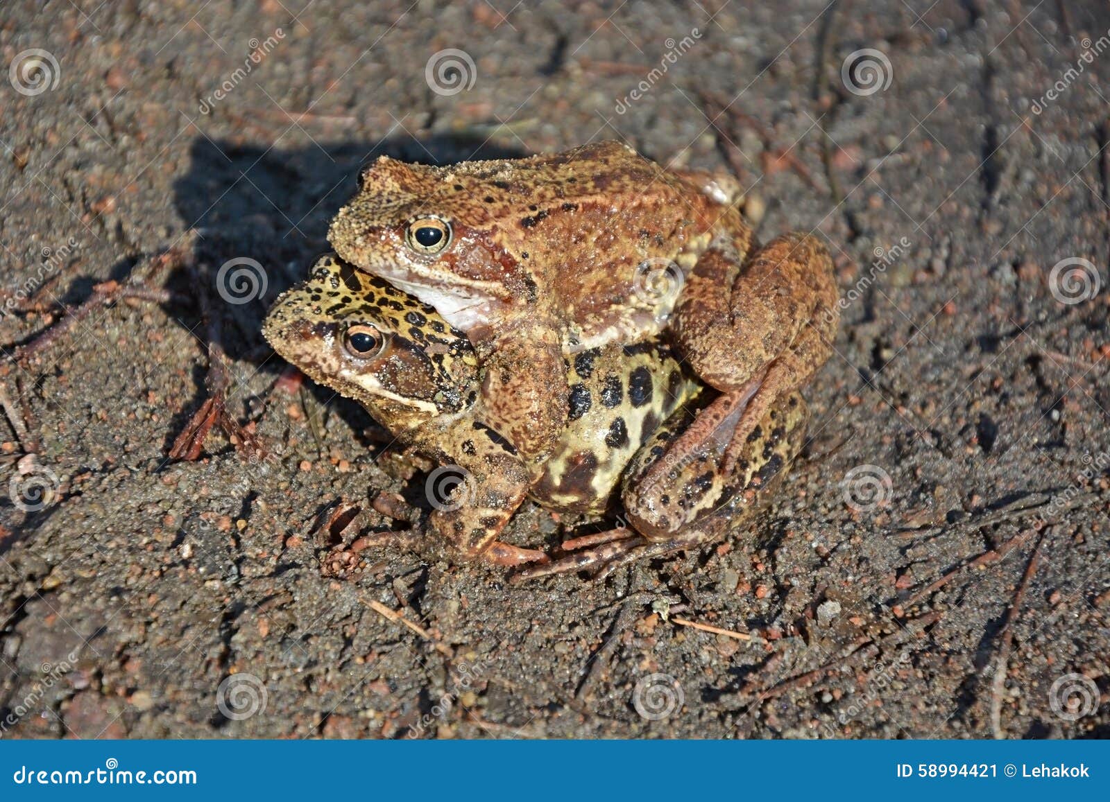 Reproduction of frogs stock image. Image of grey, impregnation - 58994421
