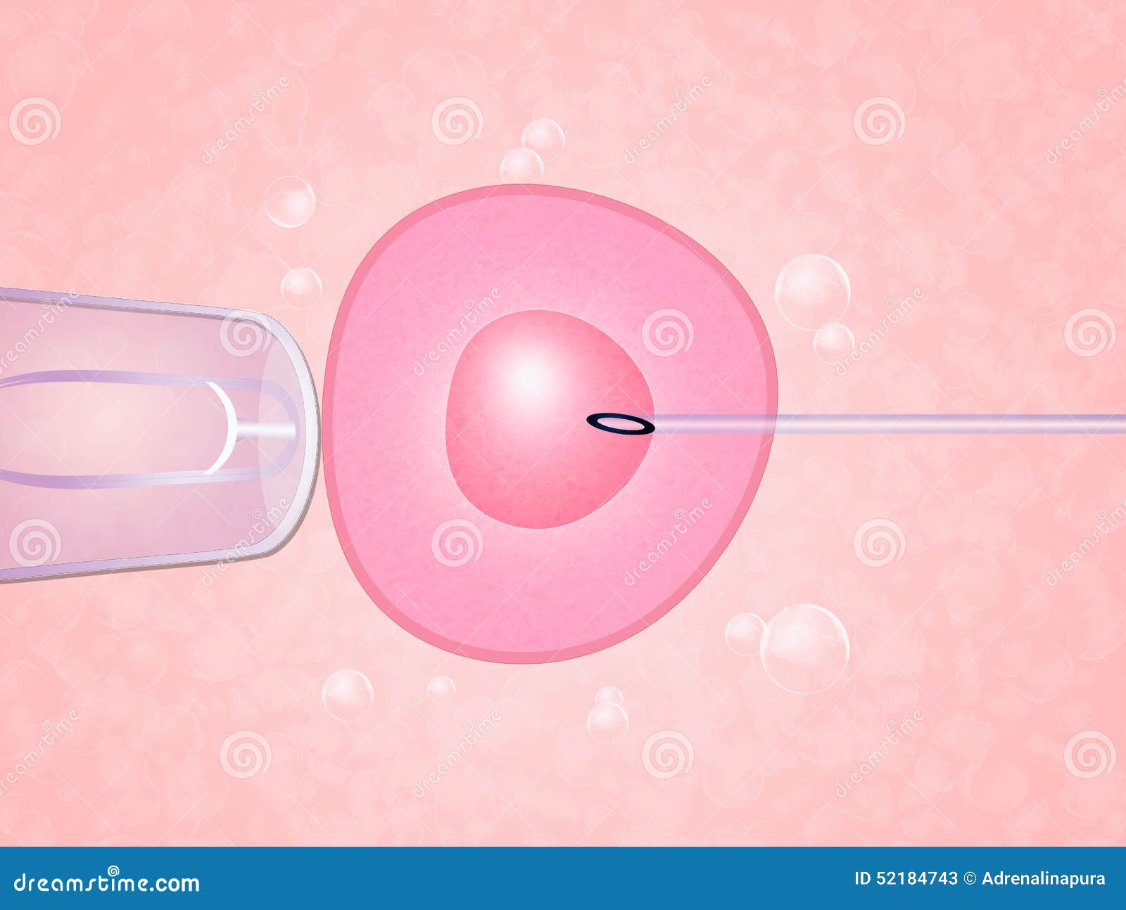 Reproduction stock illustration. Illustration of fertilization - 52184743